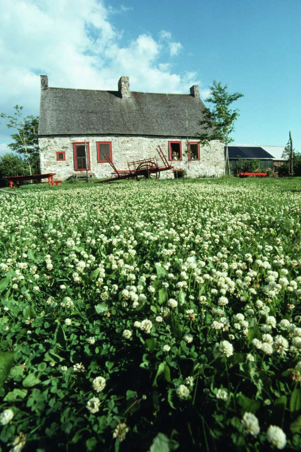 How to Plant White Dwarf Clover