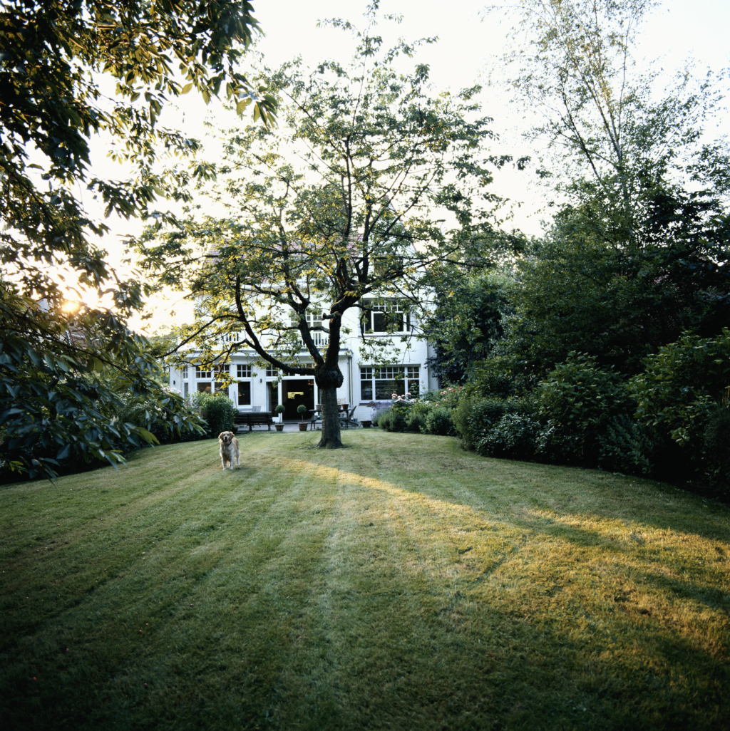 How to Remove Large Trees With Root Balls