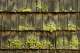 How to Kill Moss on Siding