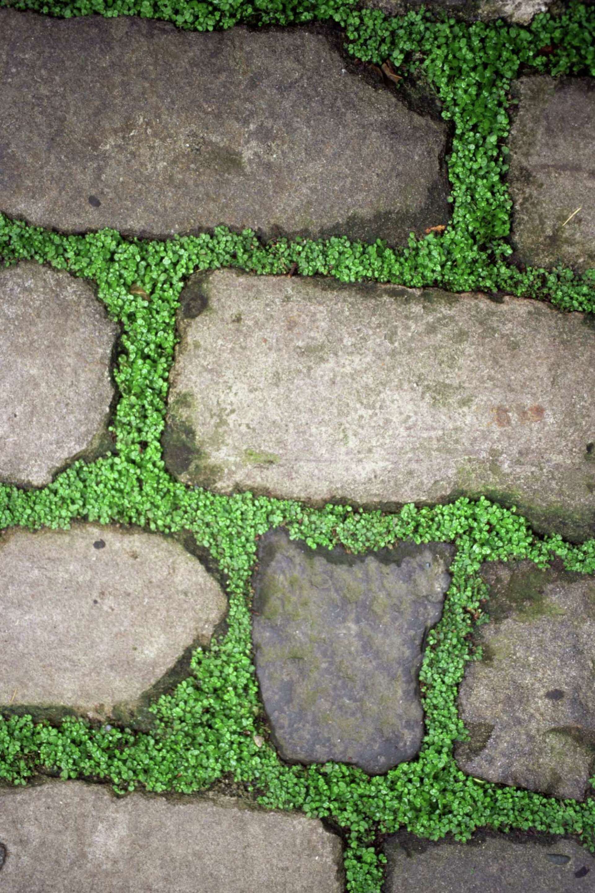 How to Lay Flagstone Around a Tree