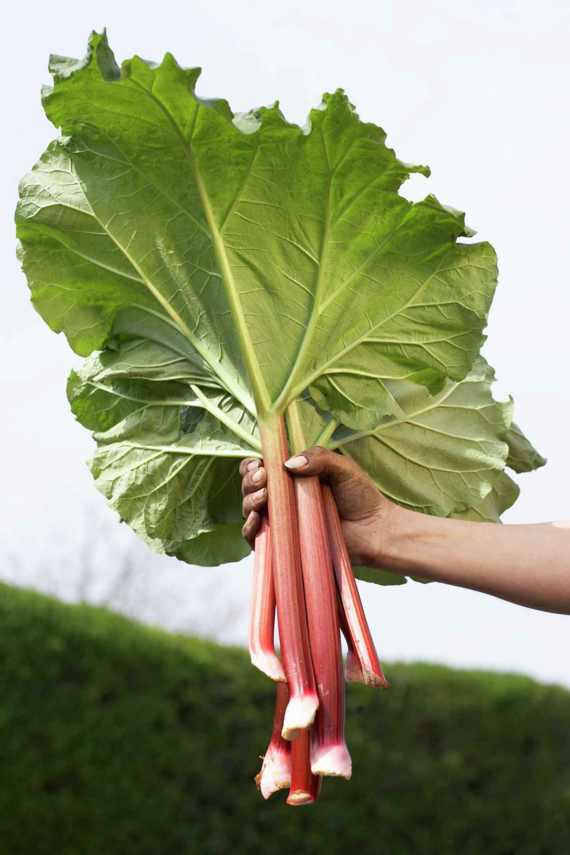 Why Are the Leaves on My Rhubarb Plants Turning Bright Red?