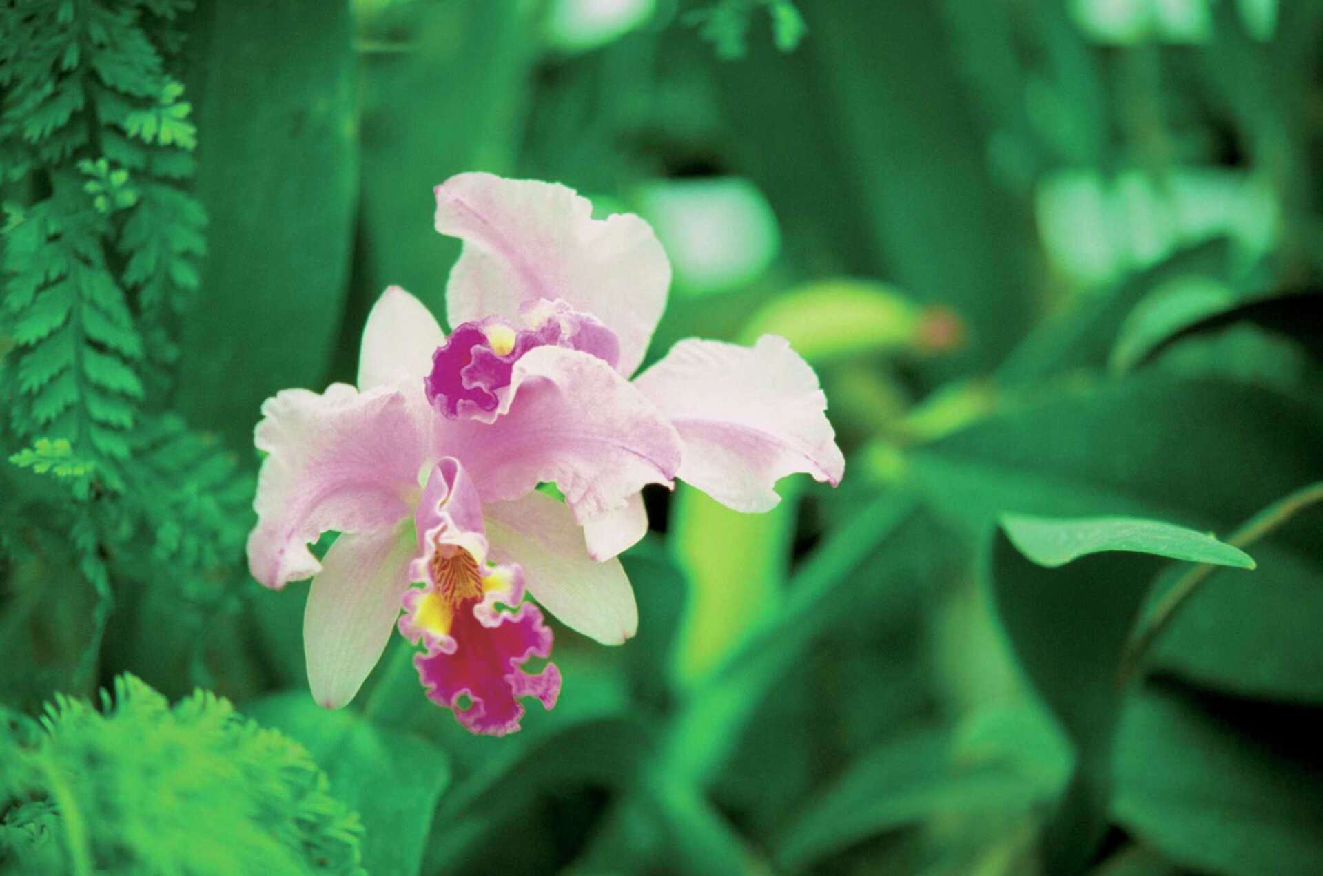 How to Remove Scale on Orchids