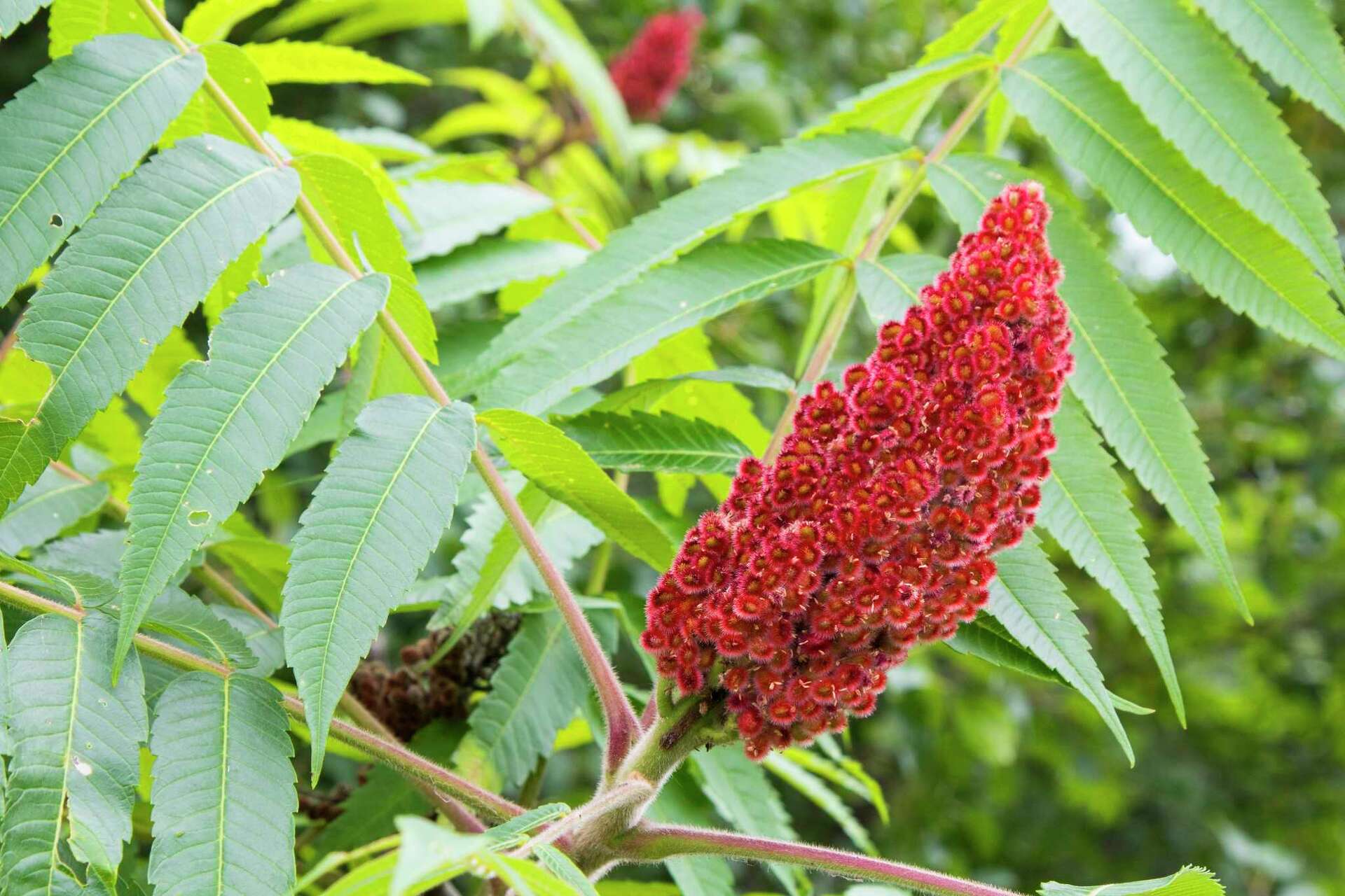 How to Remove Sumac Trees