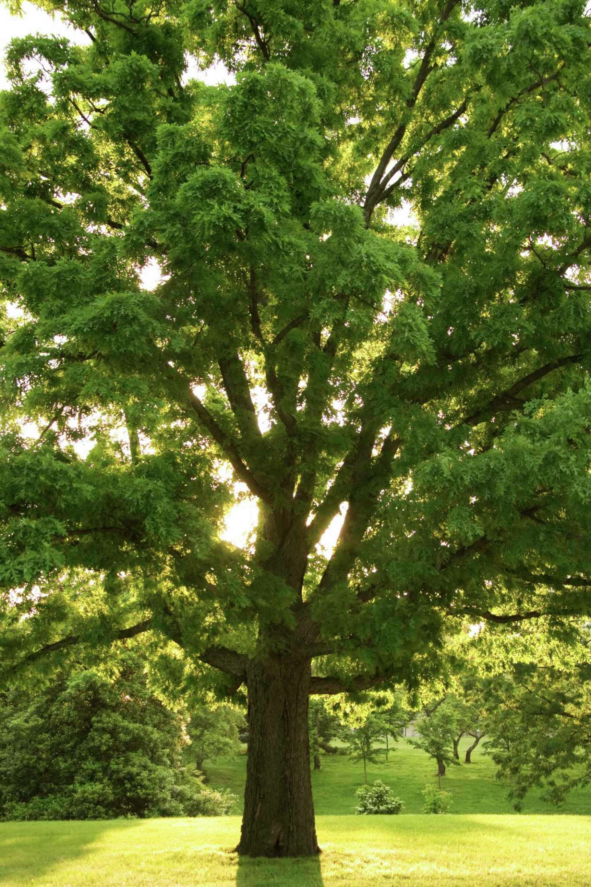 How to Remove Tree Bark to Kill a Tree