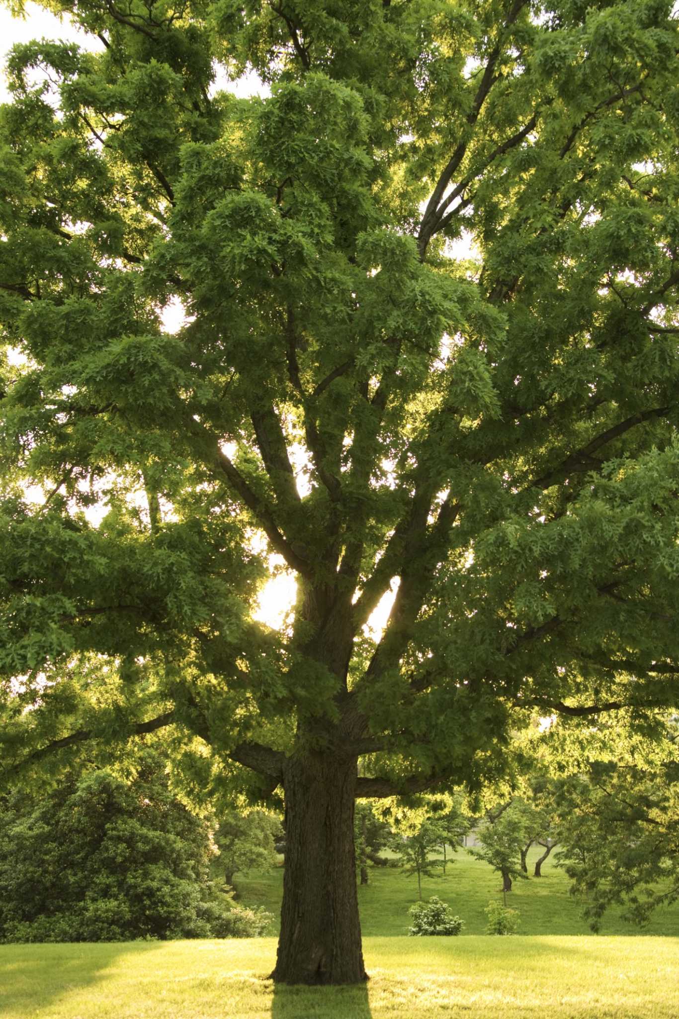 How to Remove Tree Bark to Kill a Tree