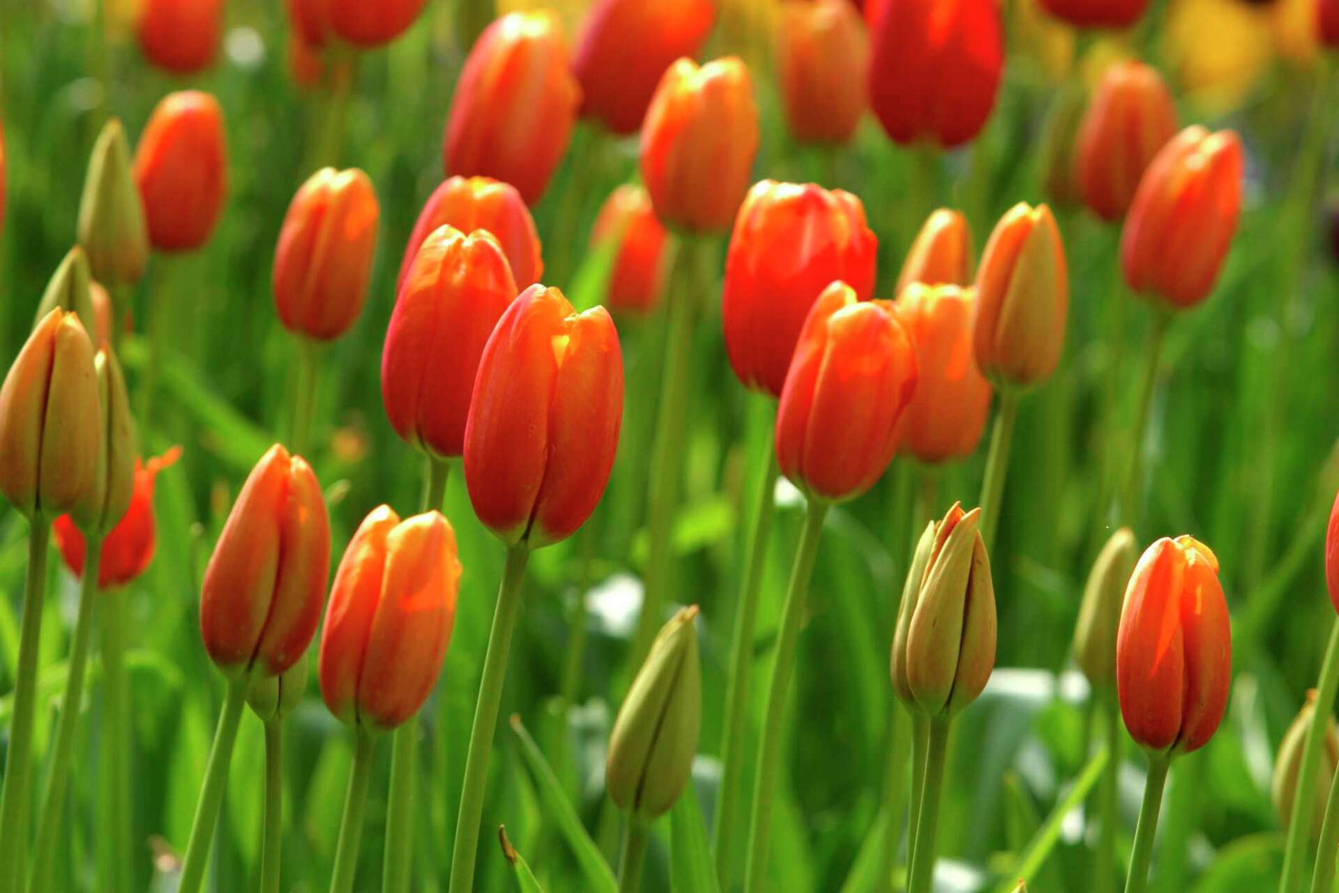 How to Remove Wilted Tulips
