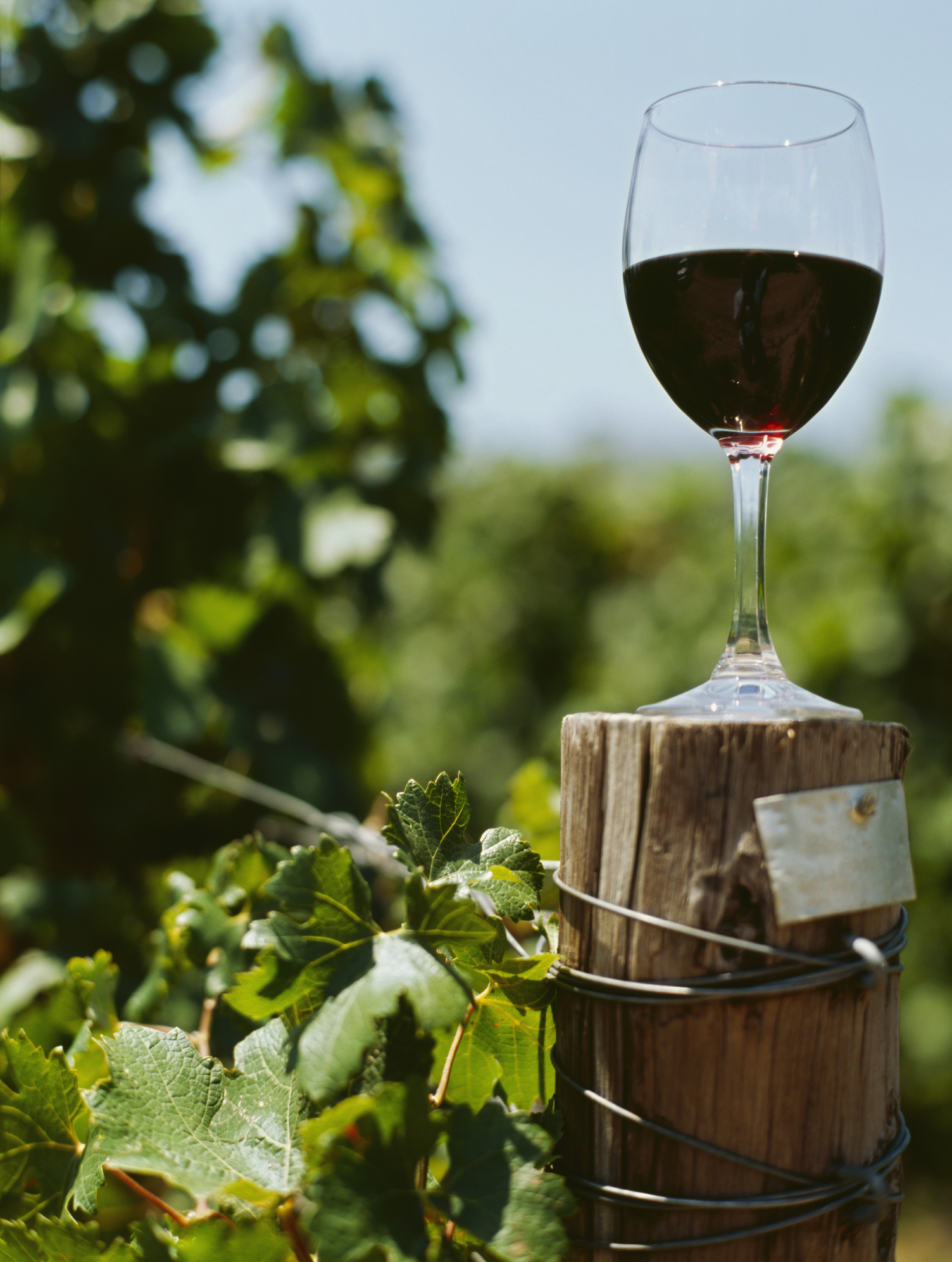 How to Install Wooden Posts for Grape Vineyards