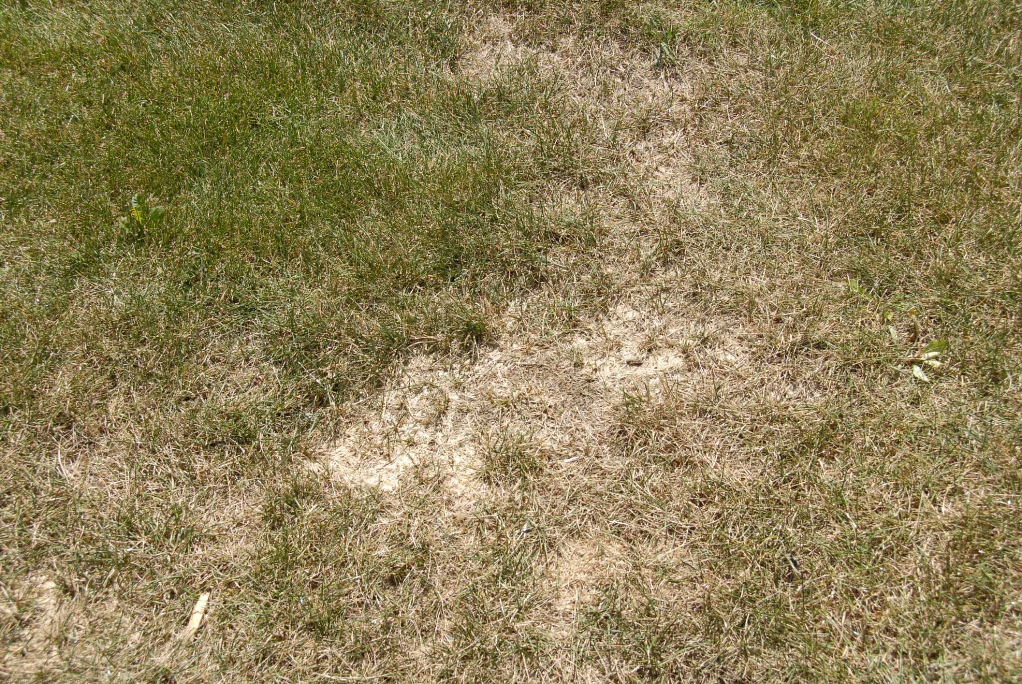 How to Repair a Drought-Damaged Lawn