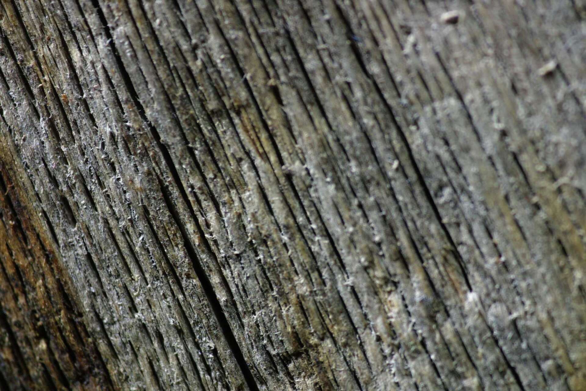 How to Repair Dry, Rotted Wood