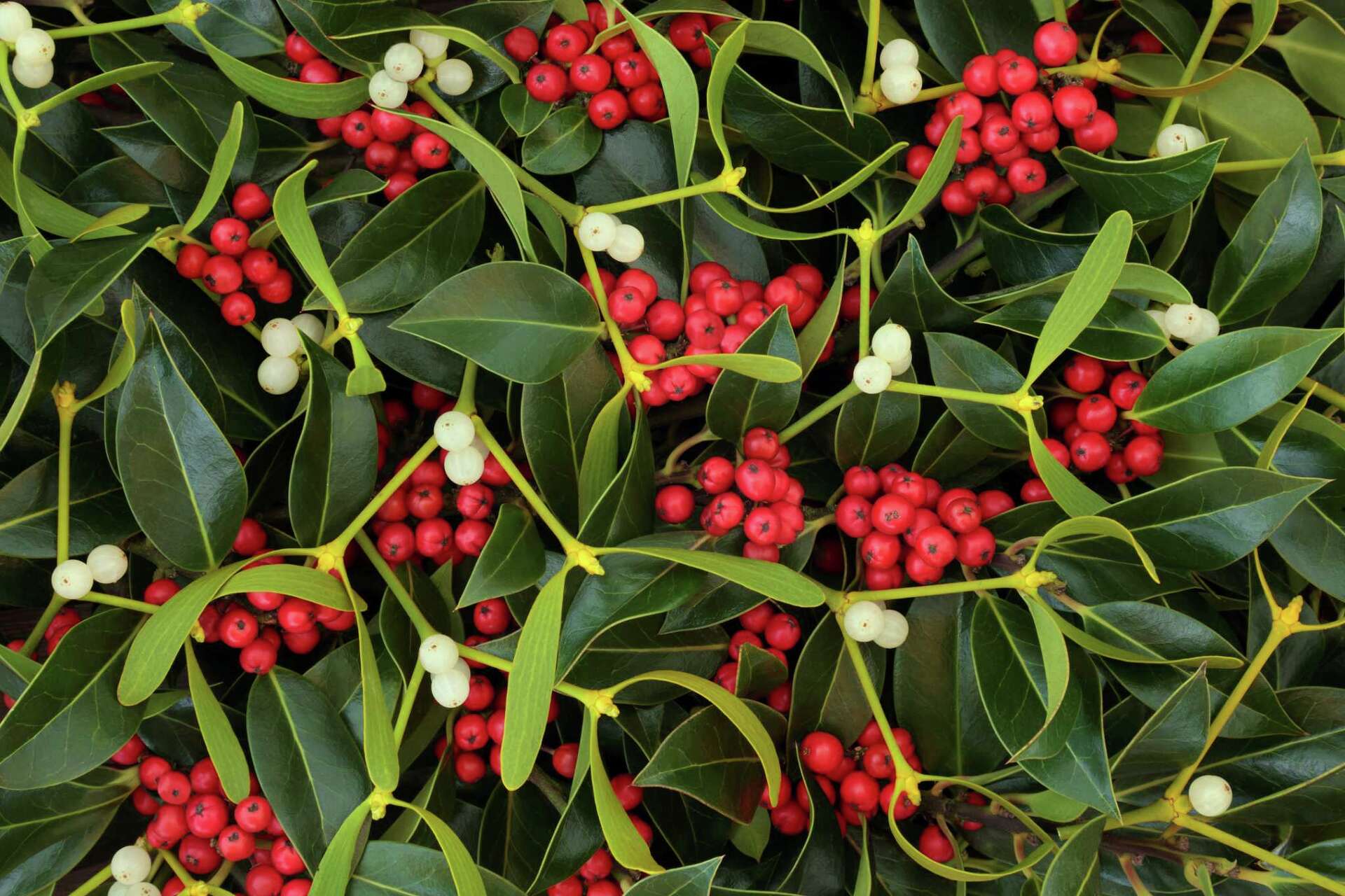 Instructions for Planting & Caring for a Holly Bush