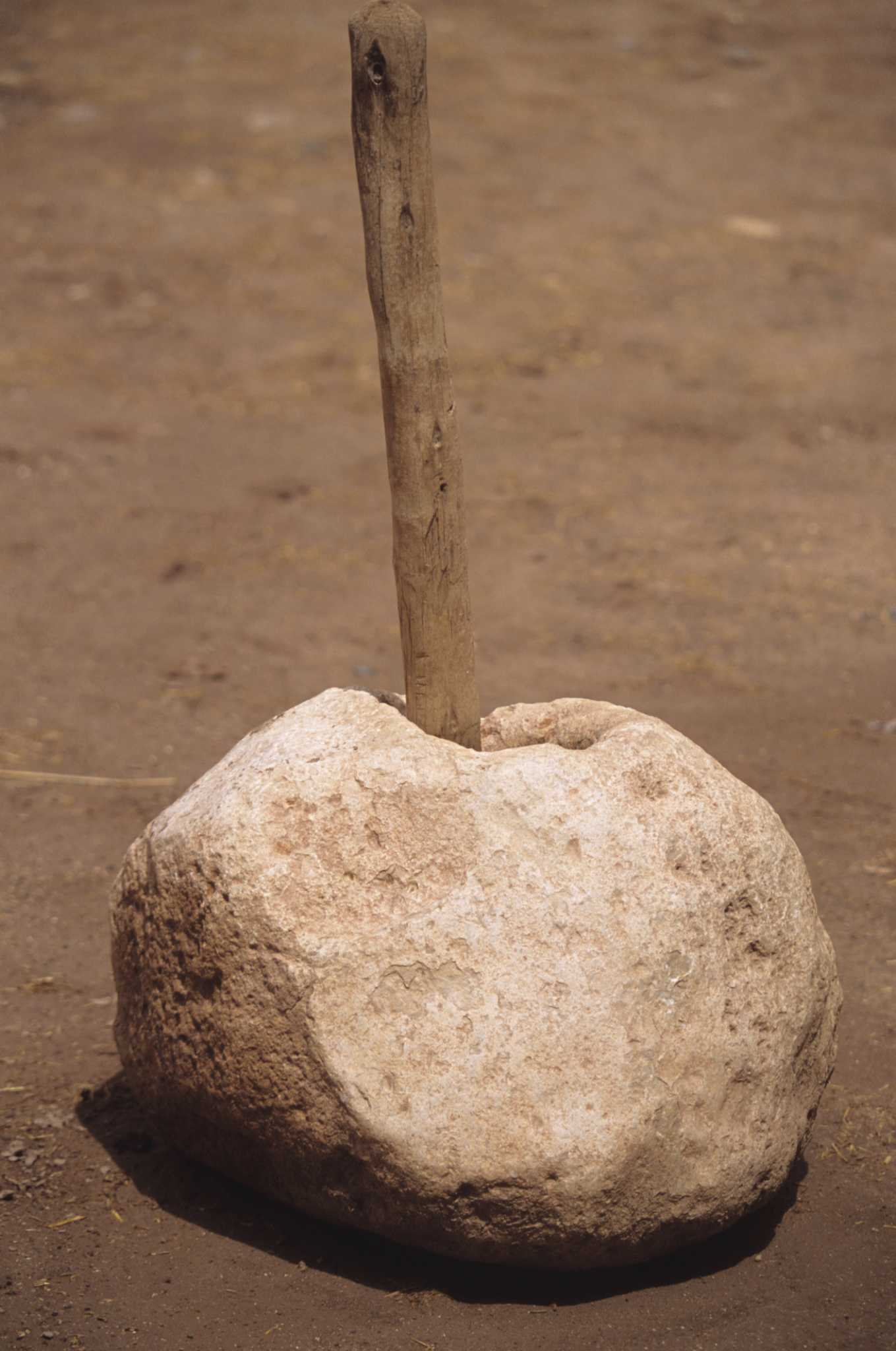 Interesting Facts About the Hackberry Tree