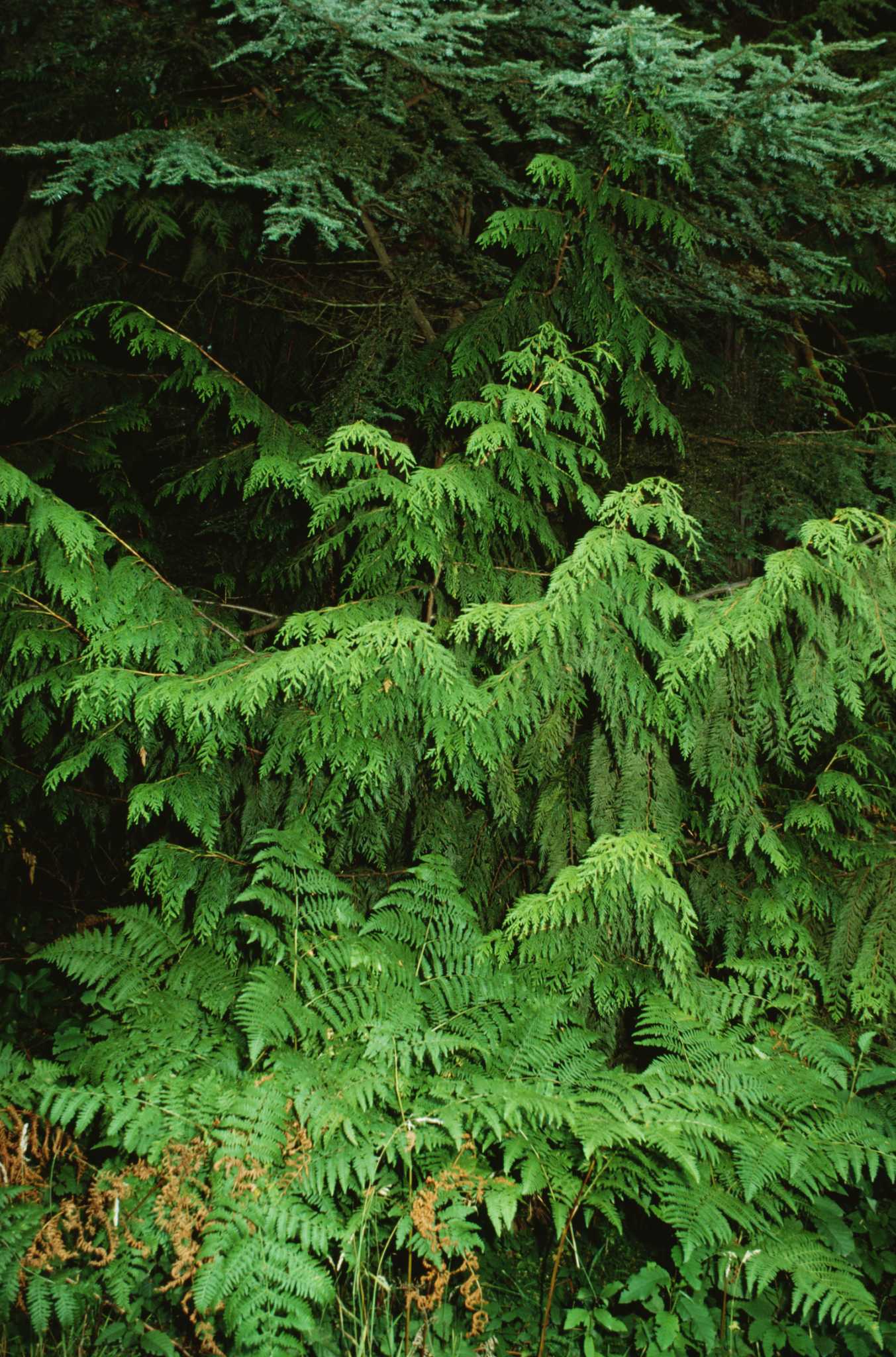 Interesting Facts About the Western Sword Fern