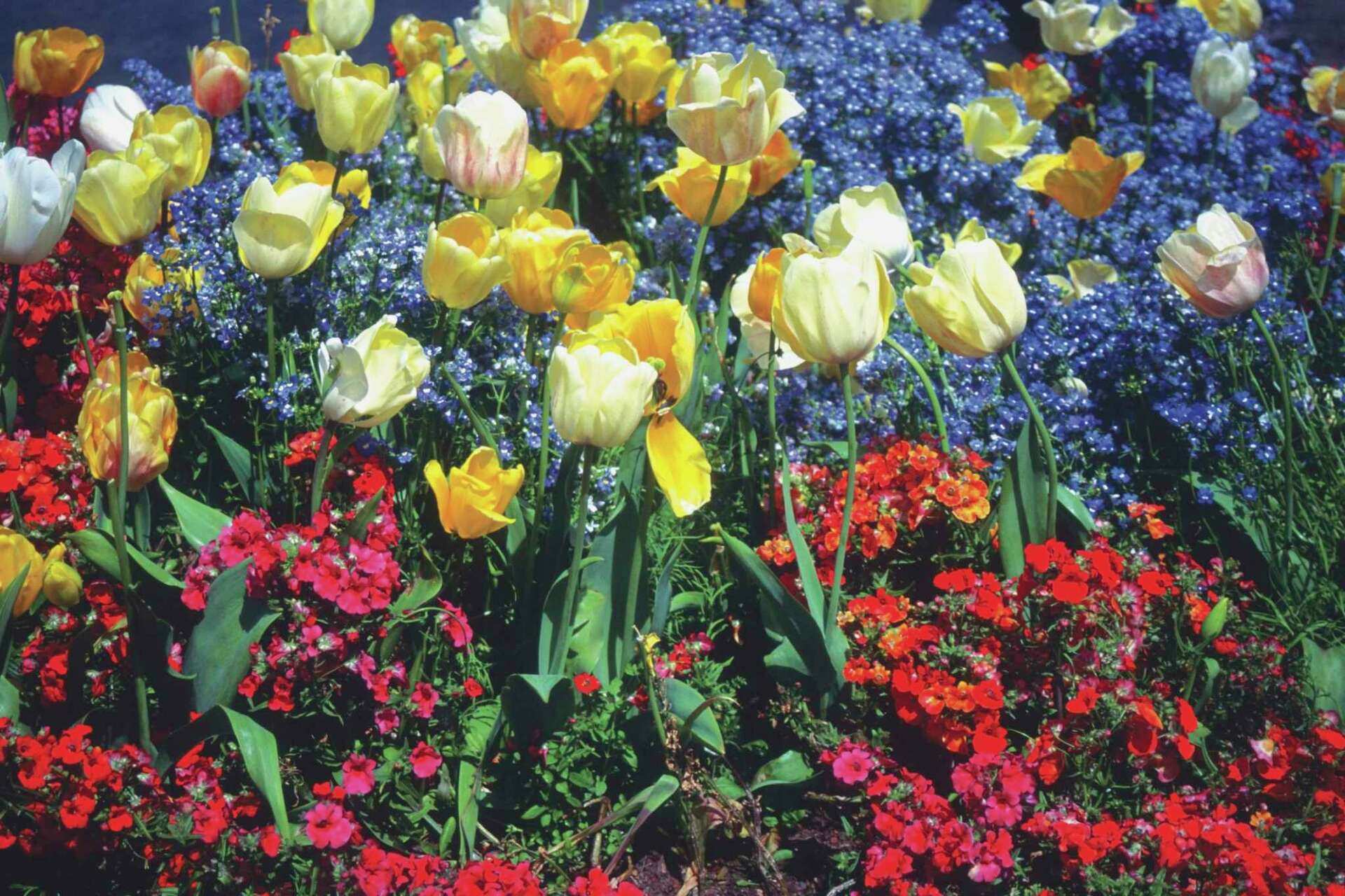 How to Interplant Perennials & Bulbs