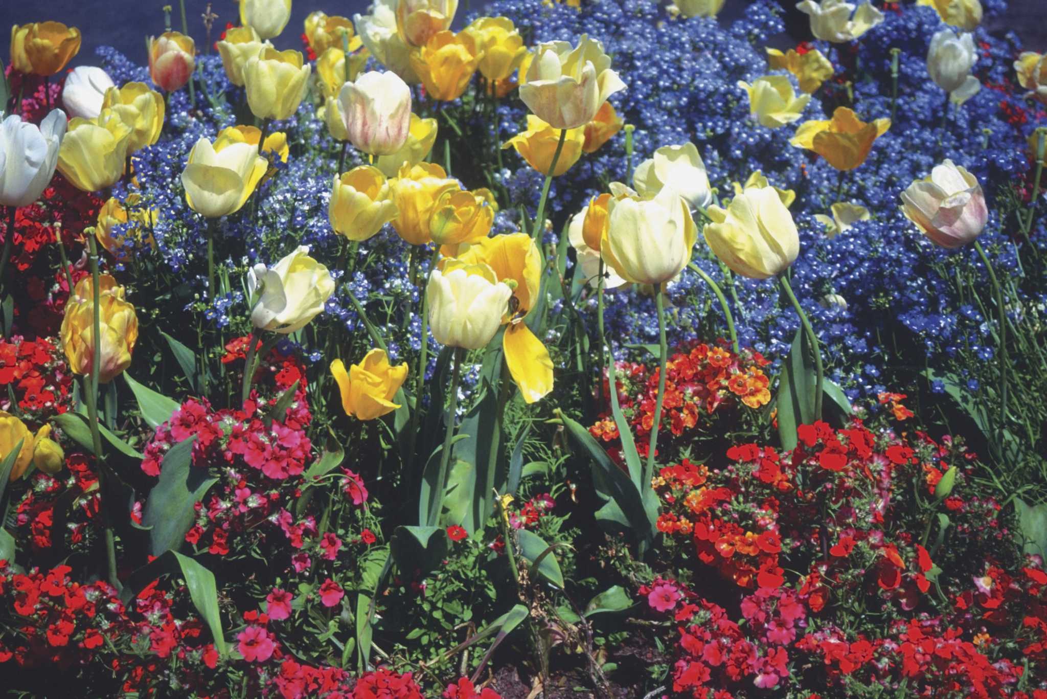 How to Interplant Perennials & Bulbs