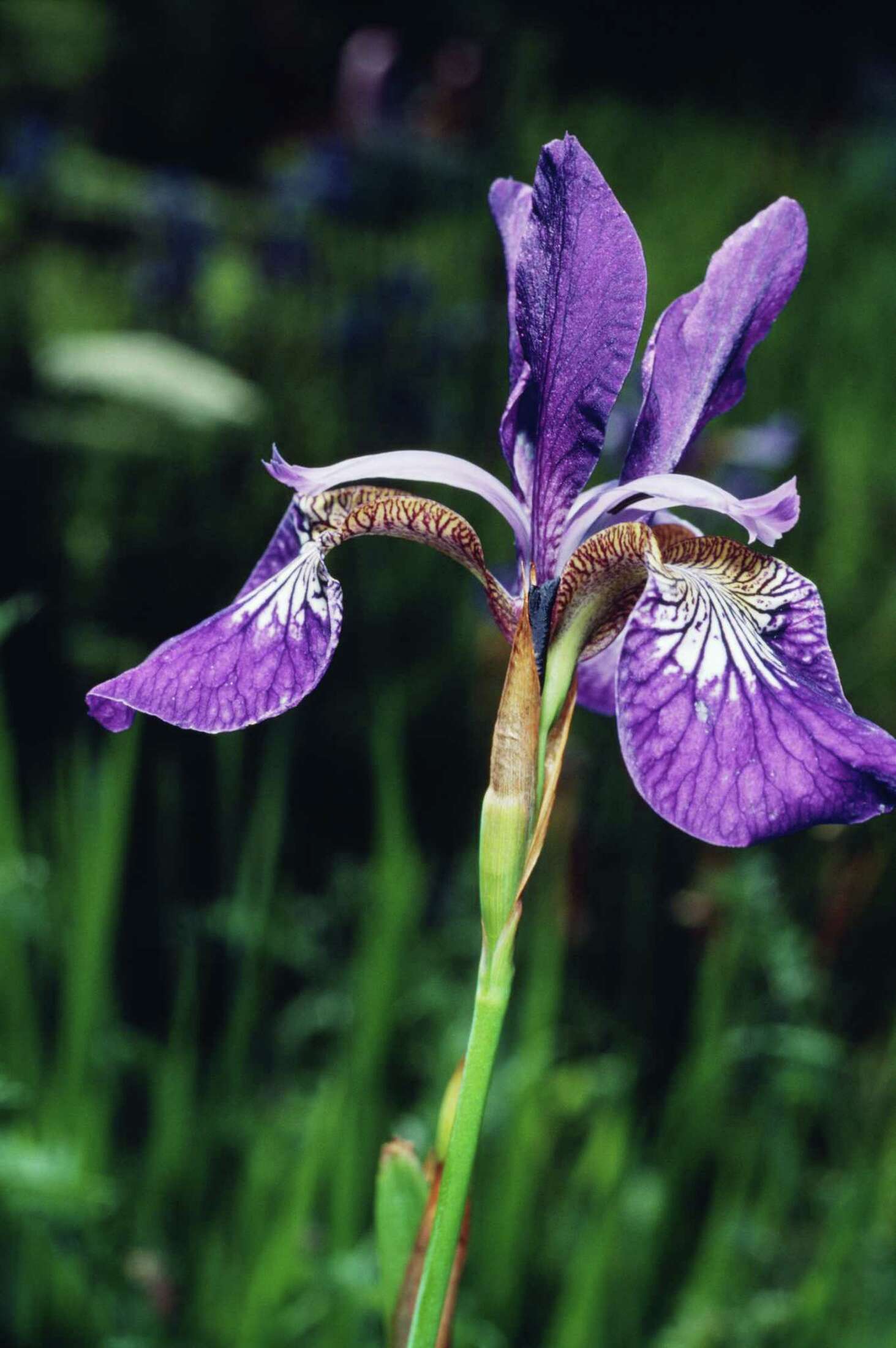 How to Get Rid of Iris Borers