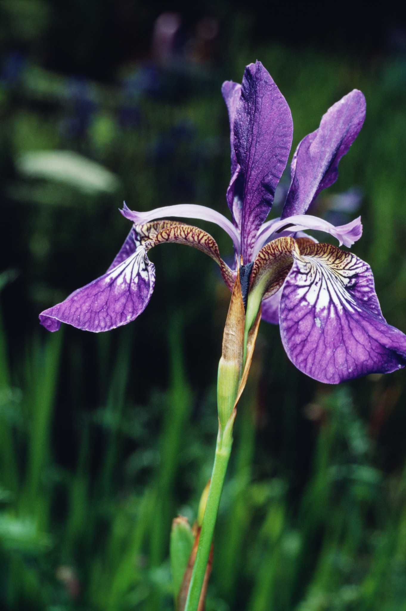 How to Get Rid of Iris Borers