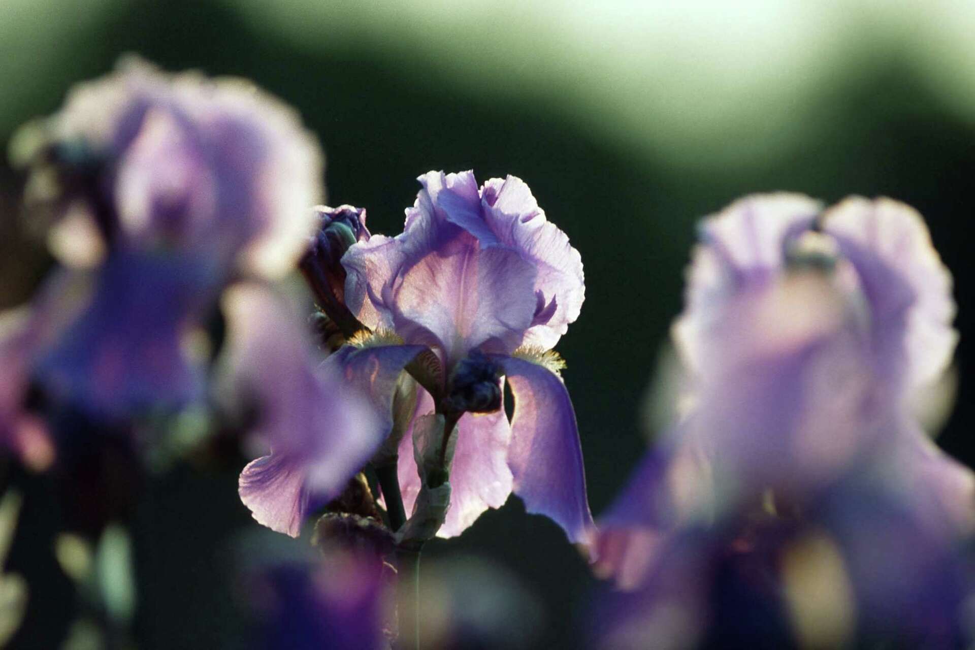 How to Trim Dead Flowers on Bearded Irises
