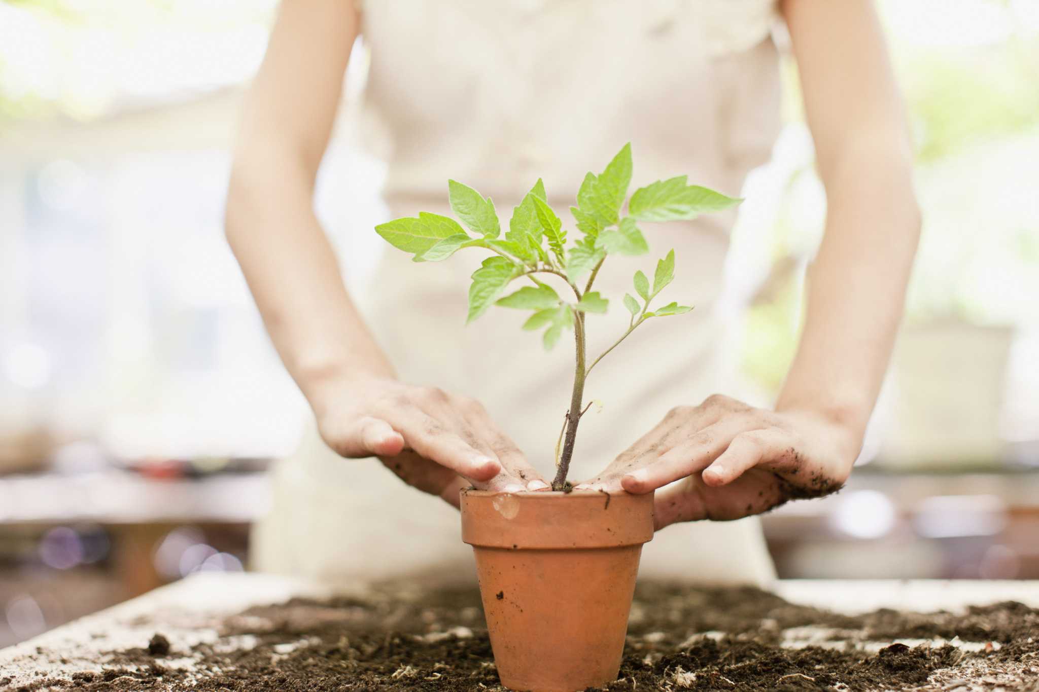 How to Repair Plants in Shock