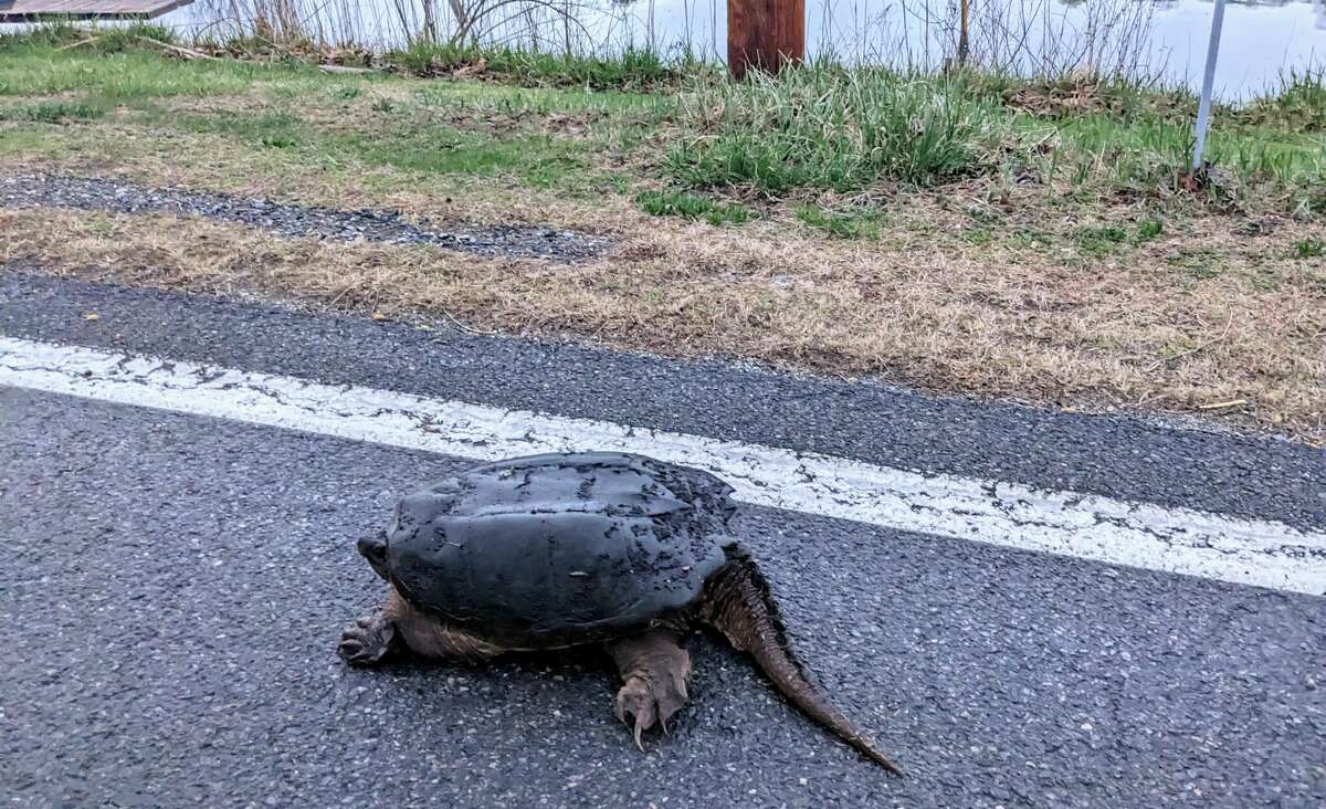 How to help turtles cross the road during migration season