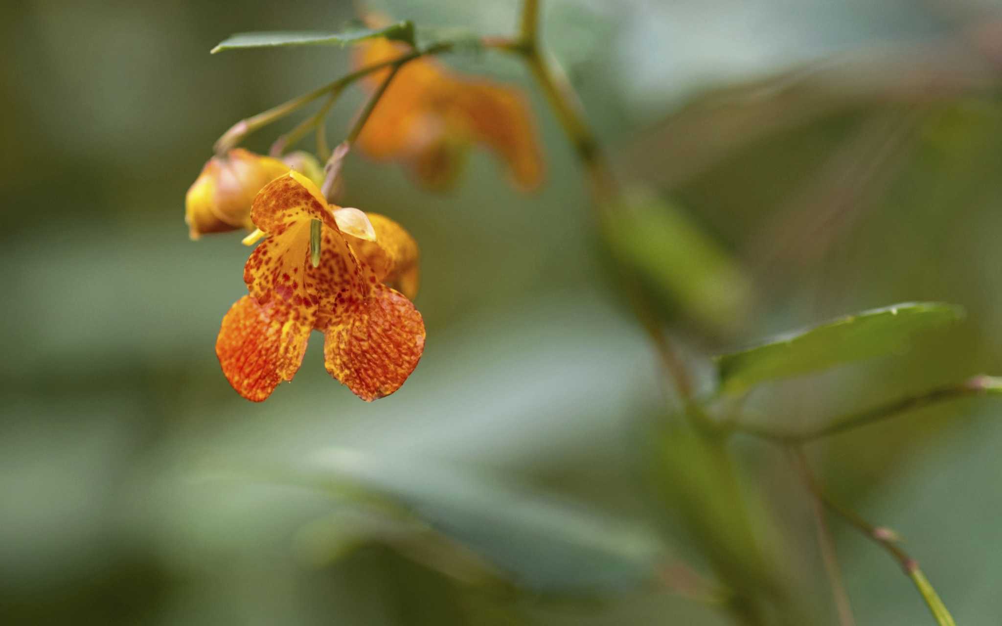 Is Jewelweed Edible?