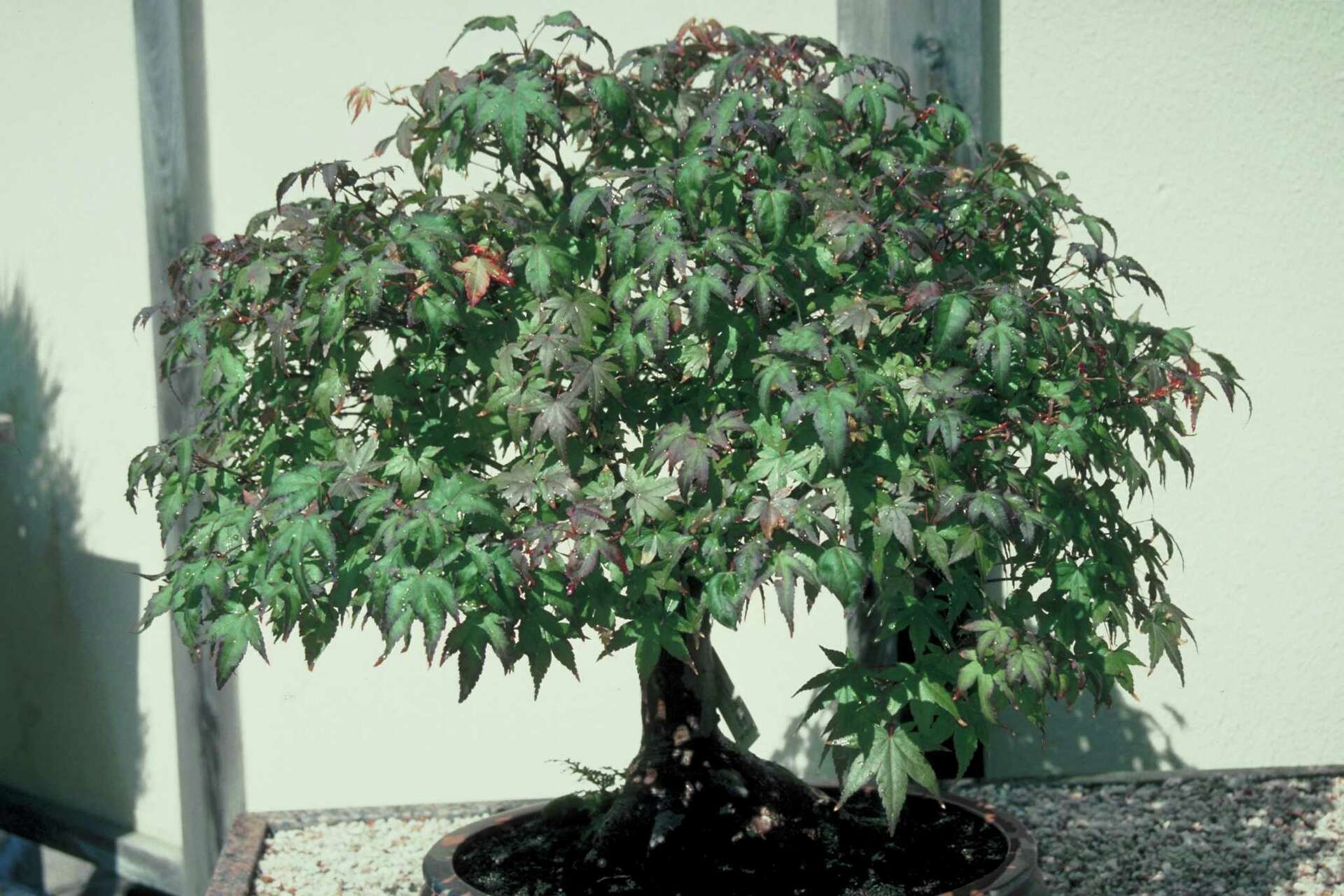 How to Repair a Split Limb on a Dwarf Japanese Maple