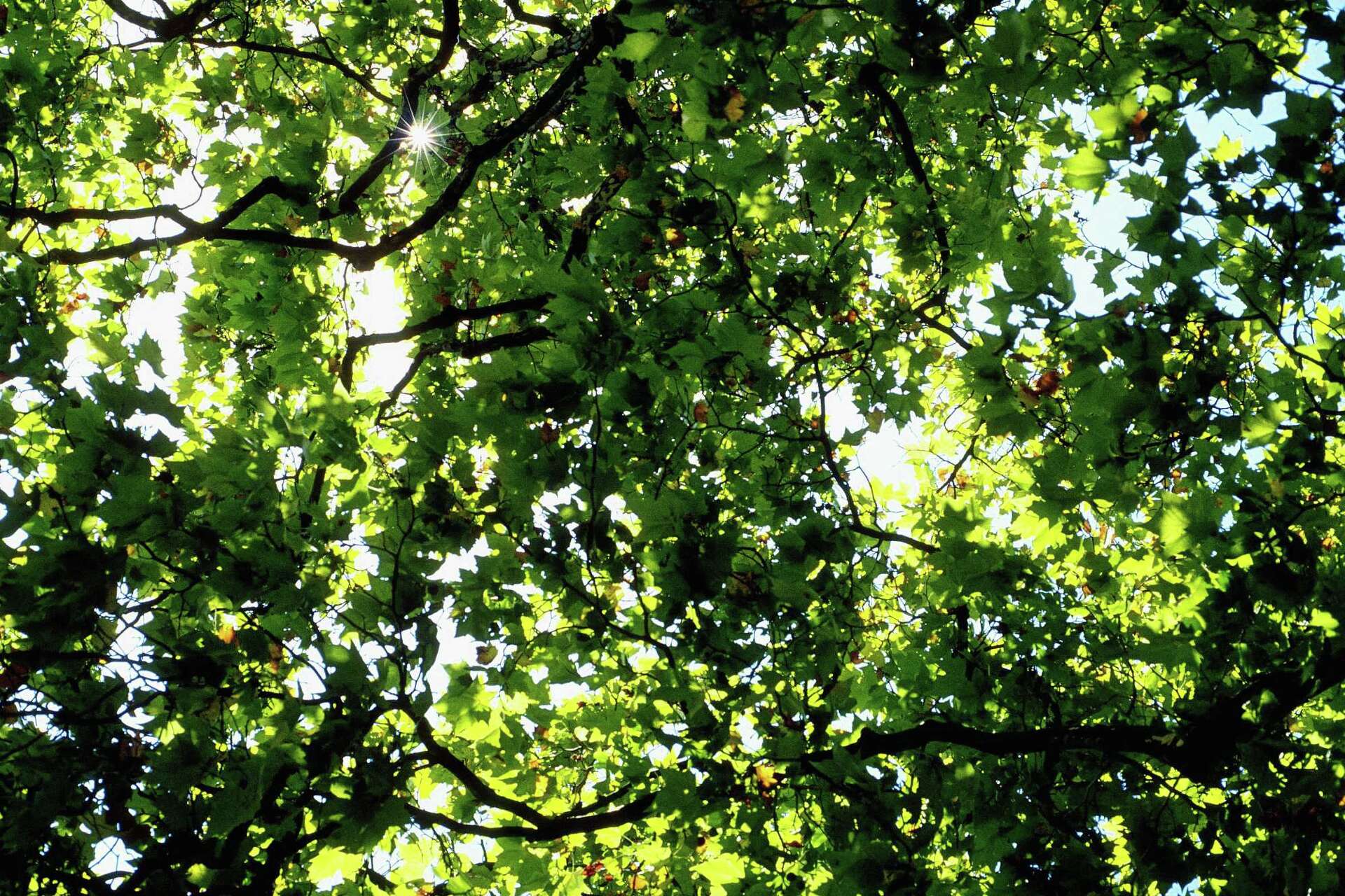 Swamp Chestnut Oak Tree Facts
