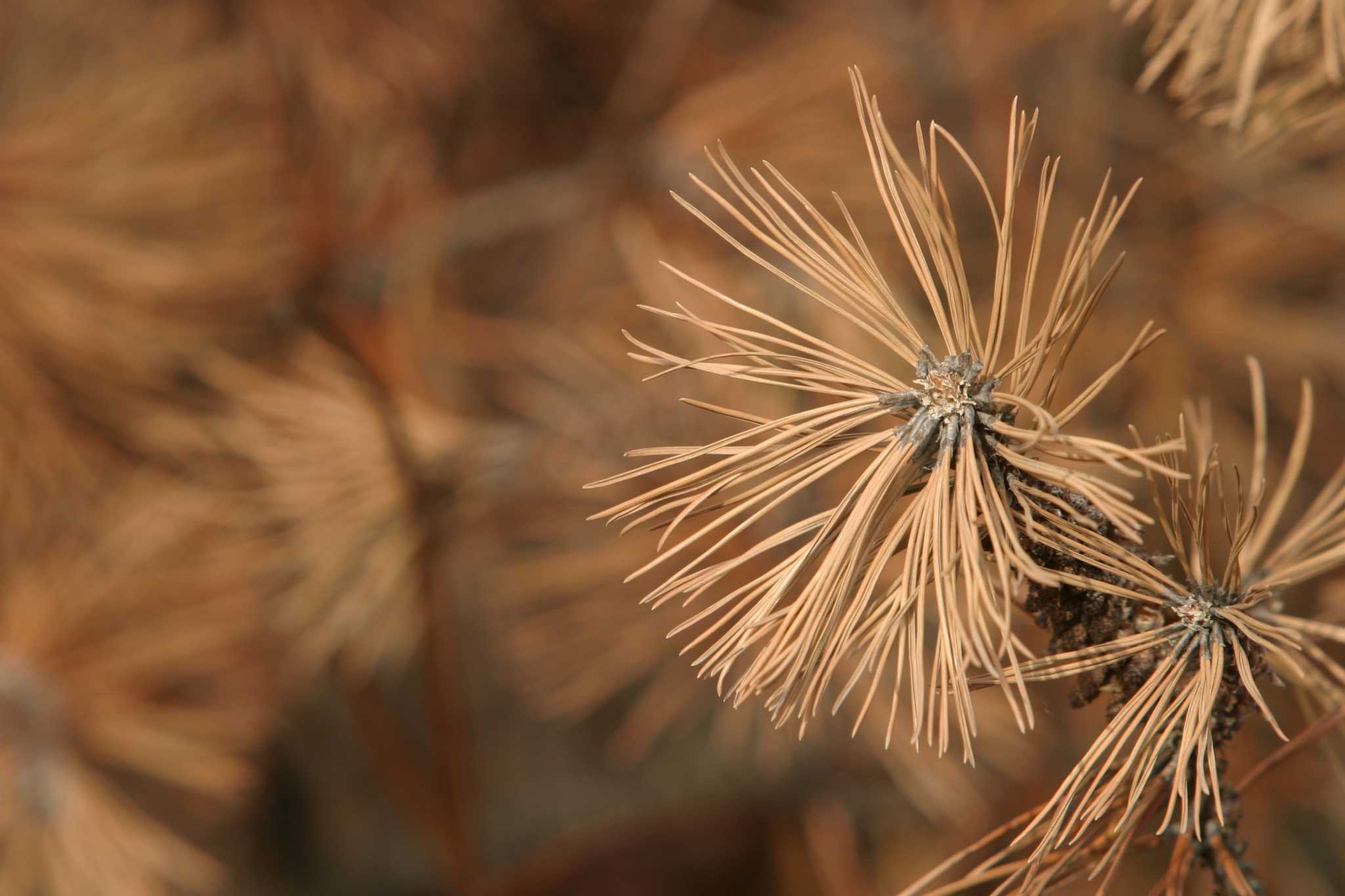 Juniper Browning in Winter