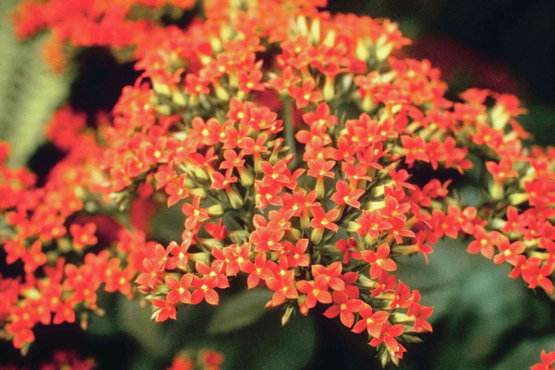Do Kalanchoes Come Back?