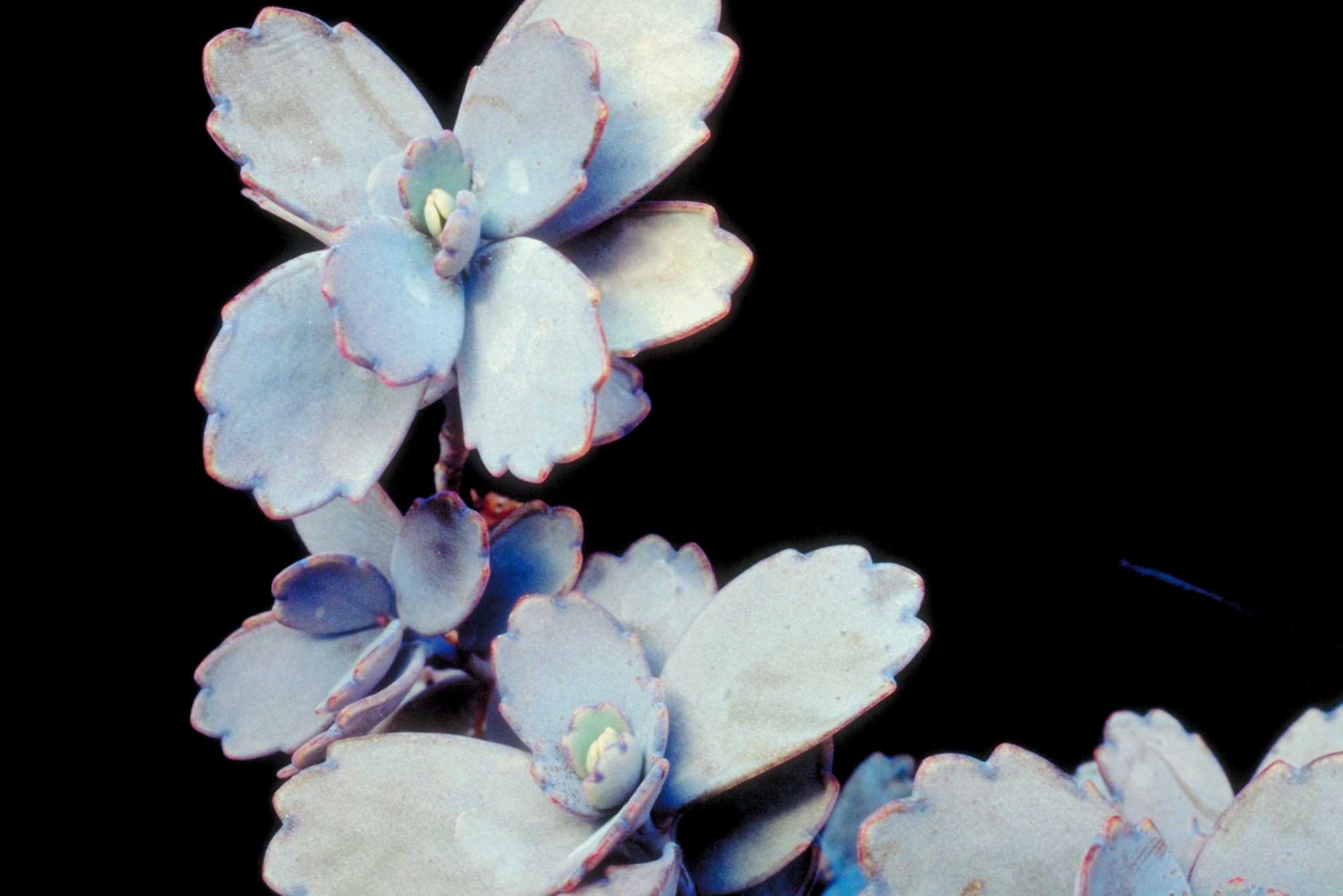 Trees With Toothed Leaves