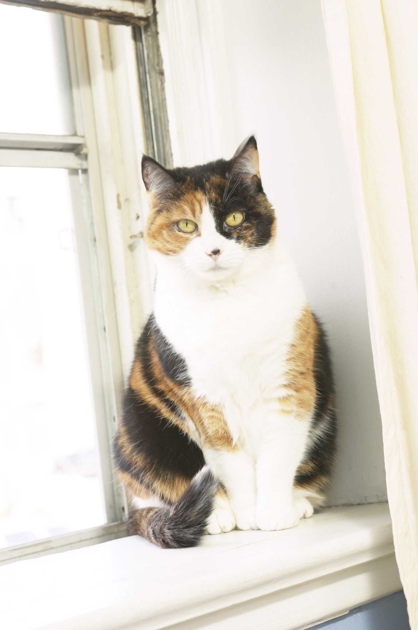 How to Keep Cats Off of a Window Screen