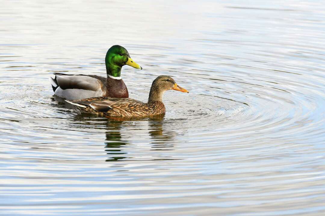 How to Keep a Duck Pond Clean Naturally