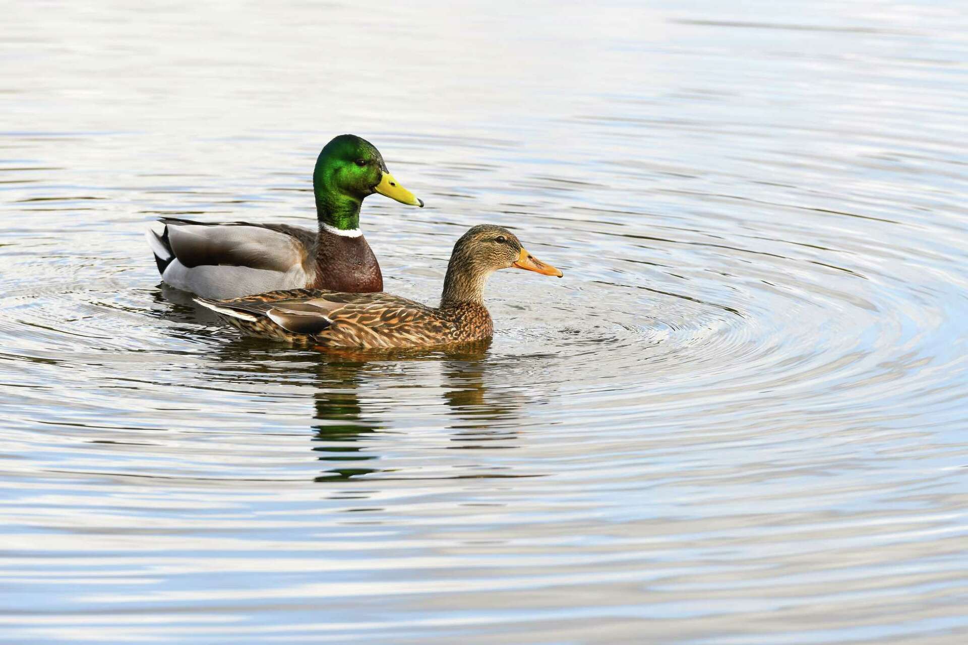How to Keep a Duck Pond Clean Naturally