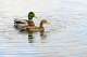 How to Keep a Duck Pond Clean Naturally