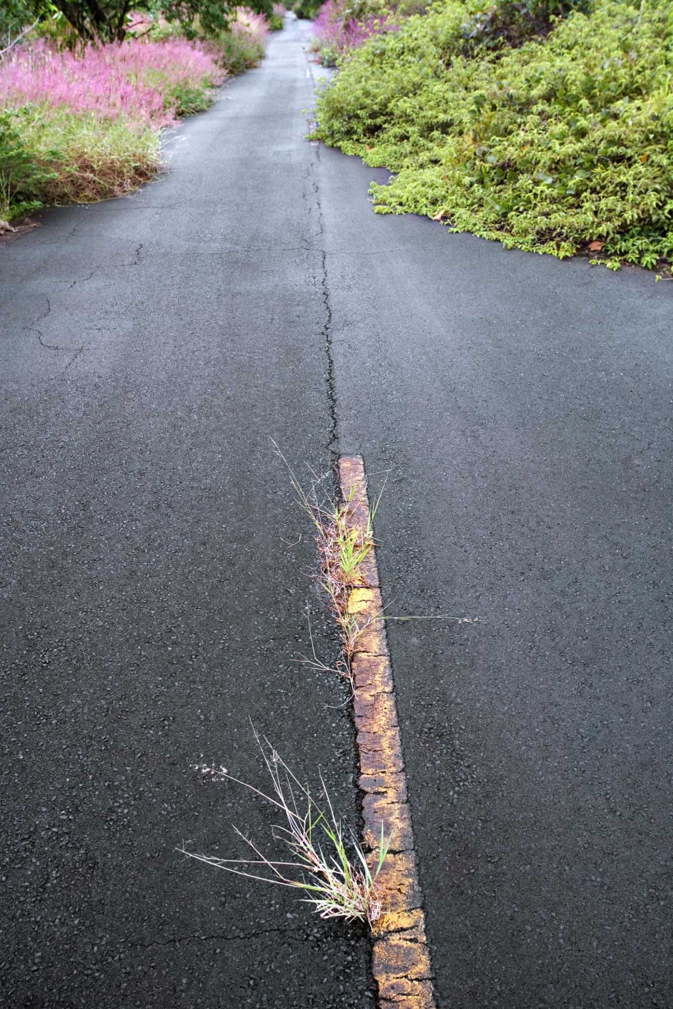 Weeds Growing in Concrete Expansion Joints