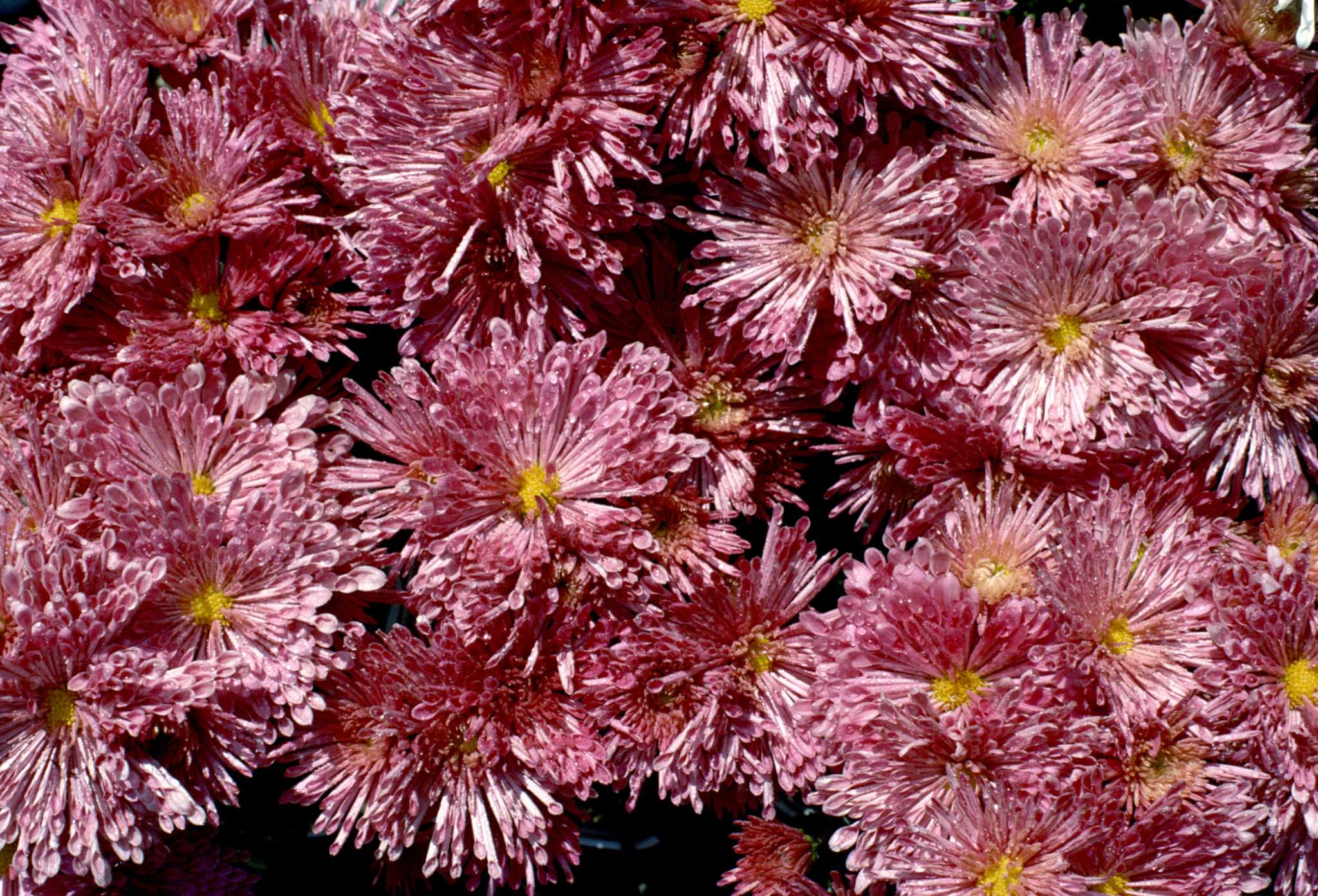How to Keep Mums Blooming