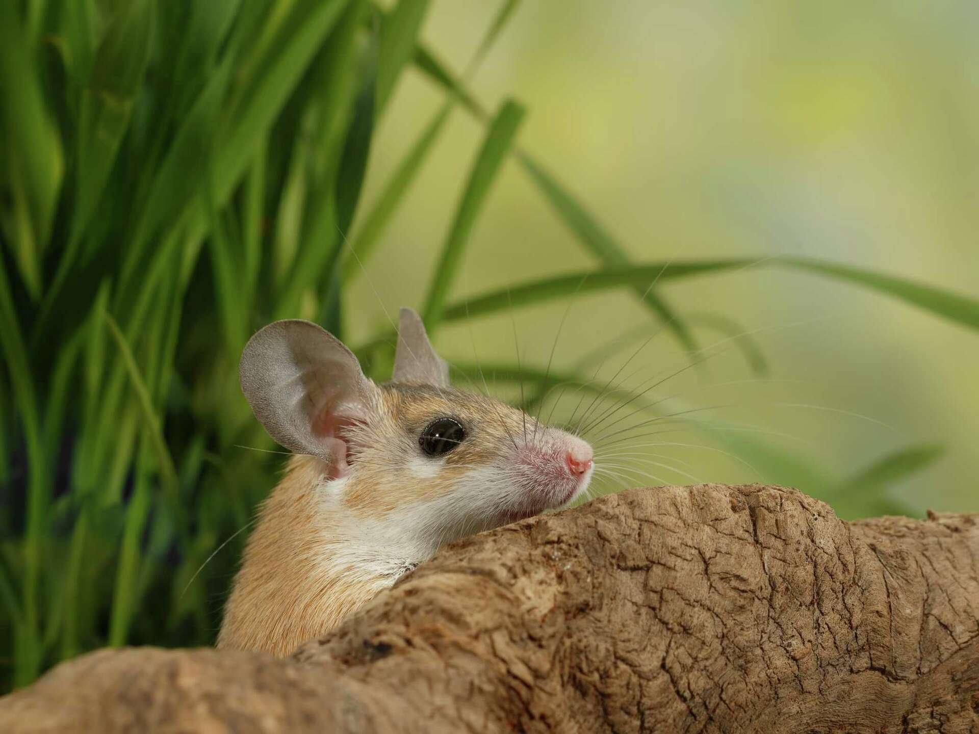 How to Keep Rats Out of Citrus Trees