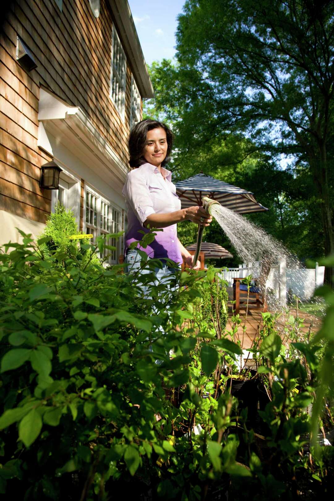 How to Use Volck Oil Spray on Trees