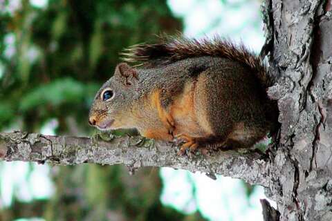 A Squirrel Baffle for Trees