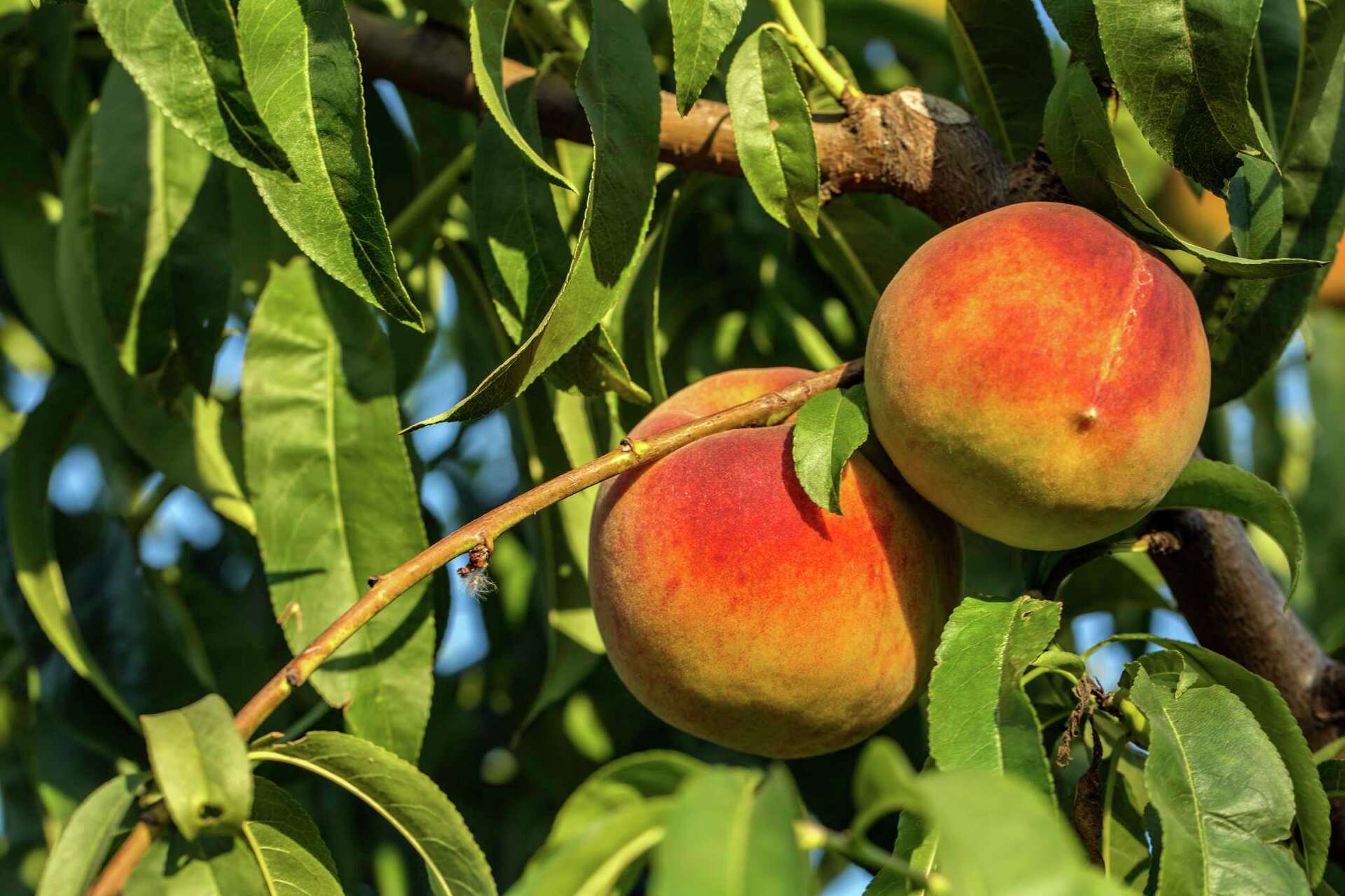 How to Keep Varmints From Eating Peaches Off Trees