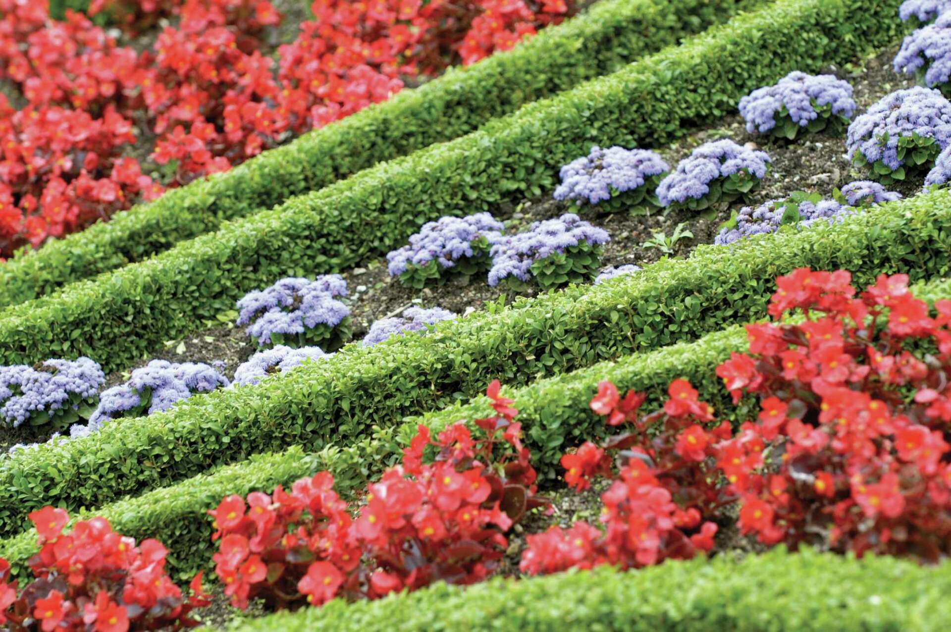 How to Kill Aphids on Aureo Variegated Boxwood