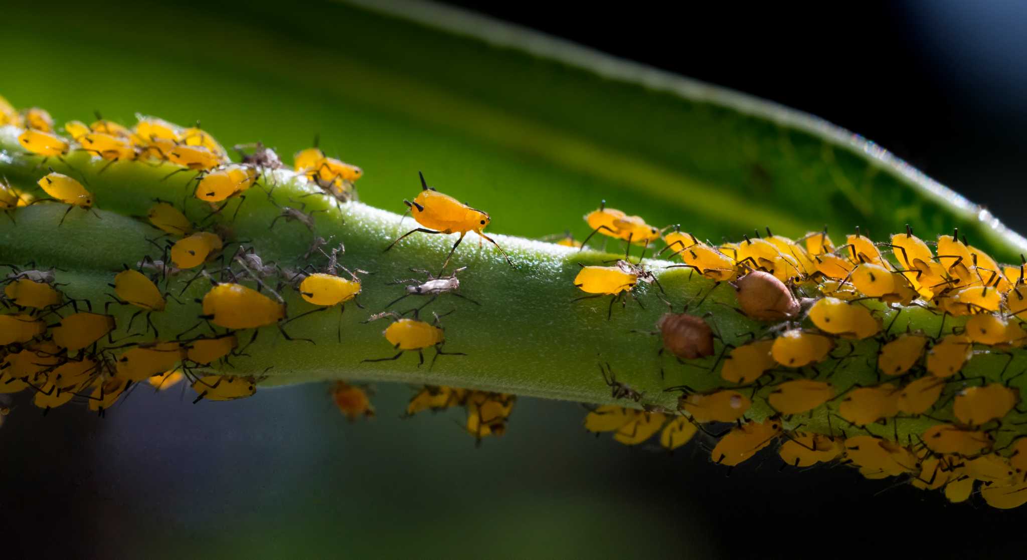 How to Kill Aphids on Houseplants