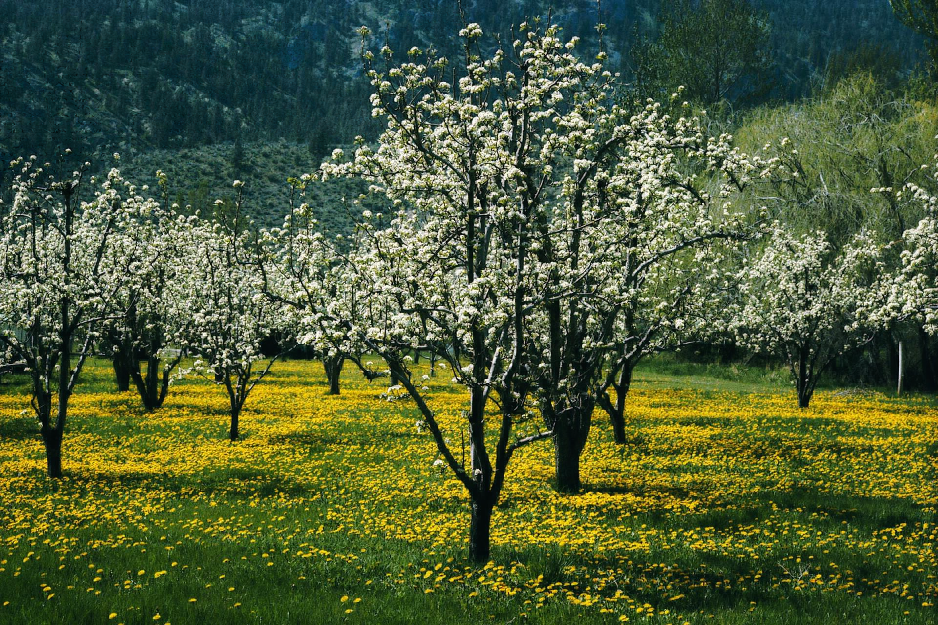 How to Kill an Apple Tree