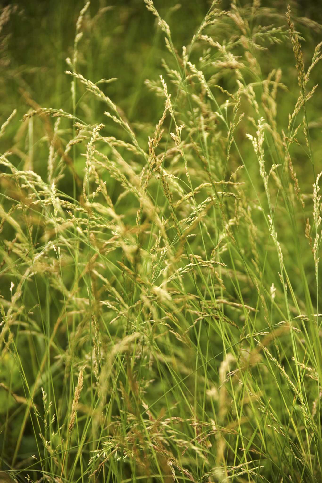 How to Kill Bad Grass