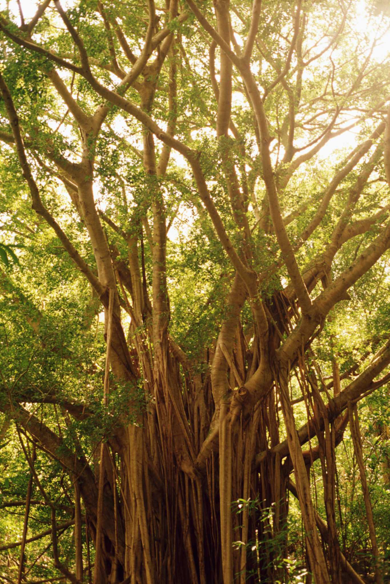 How to Kill a Banyan Tree