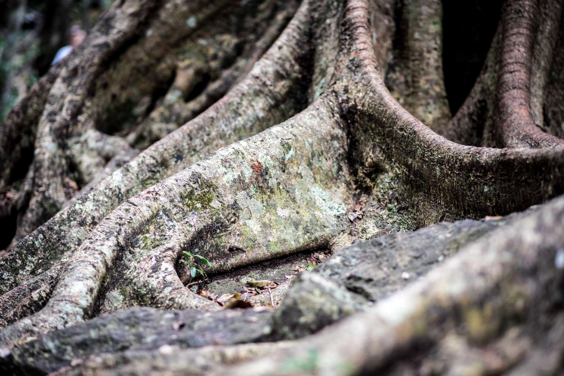 How to Kill Big Roots for Bushes or Plants