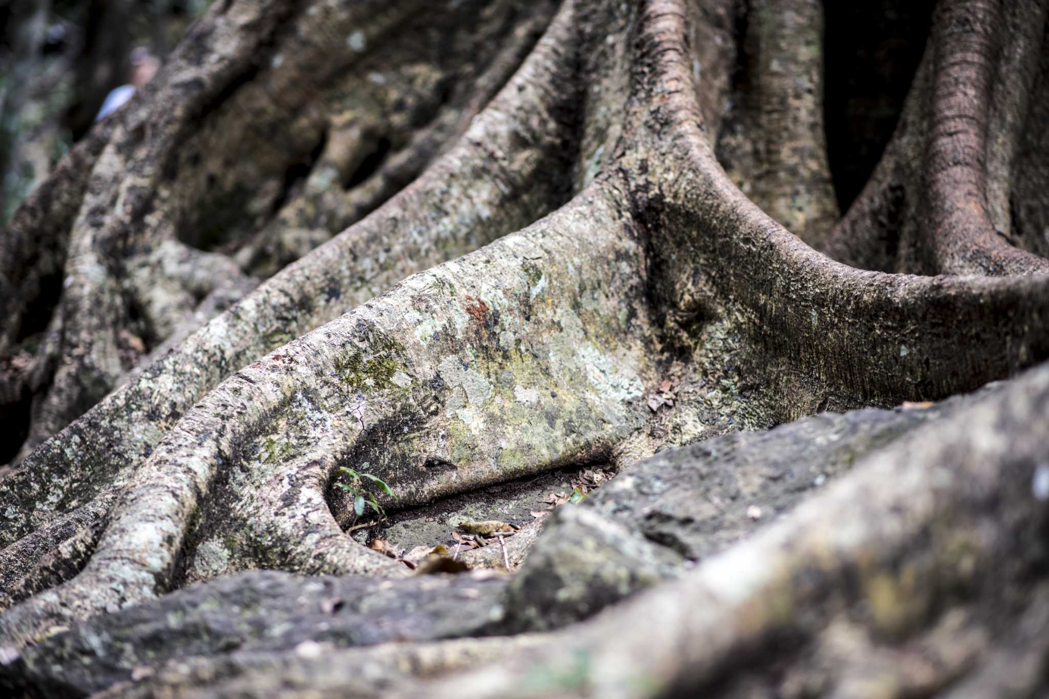 How to Kill Big Roots for Bushes or Plants