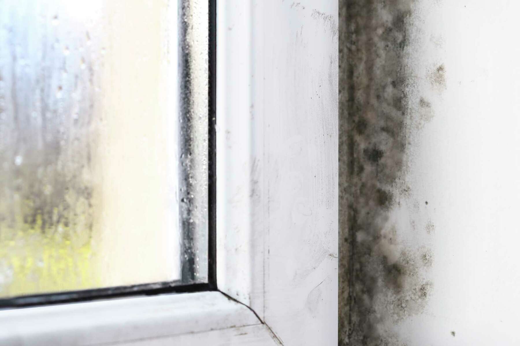 Black Mold Around Windows