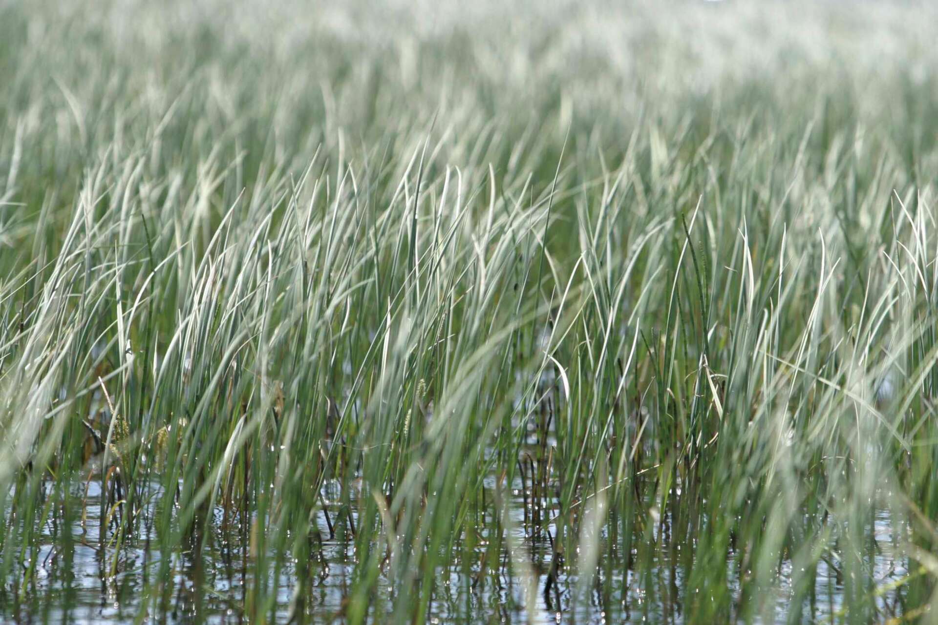 How to Kill Bulrushes