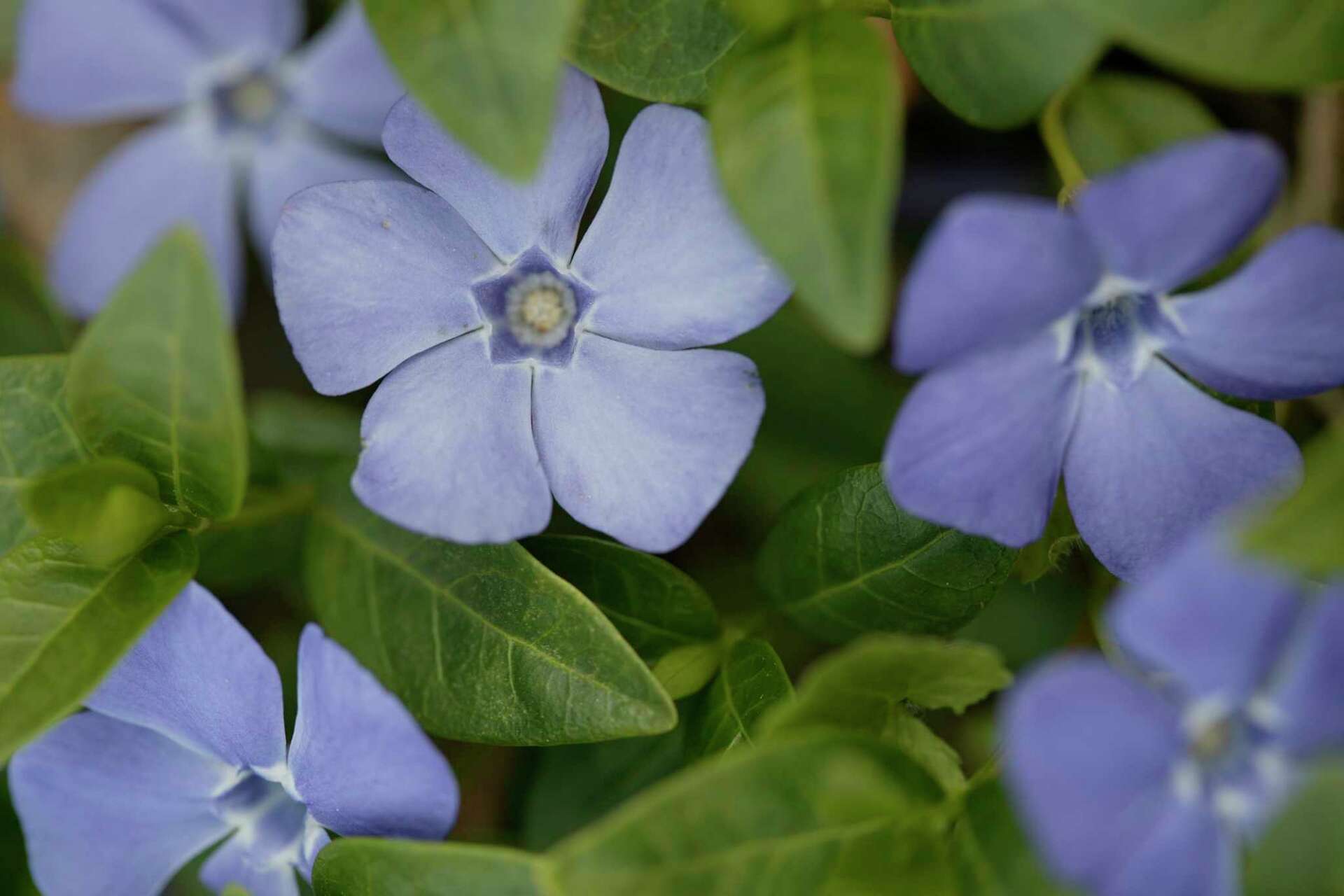 Sun or Shade for Forget-Me-Nots?
