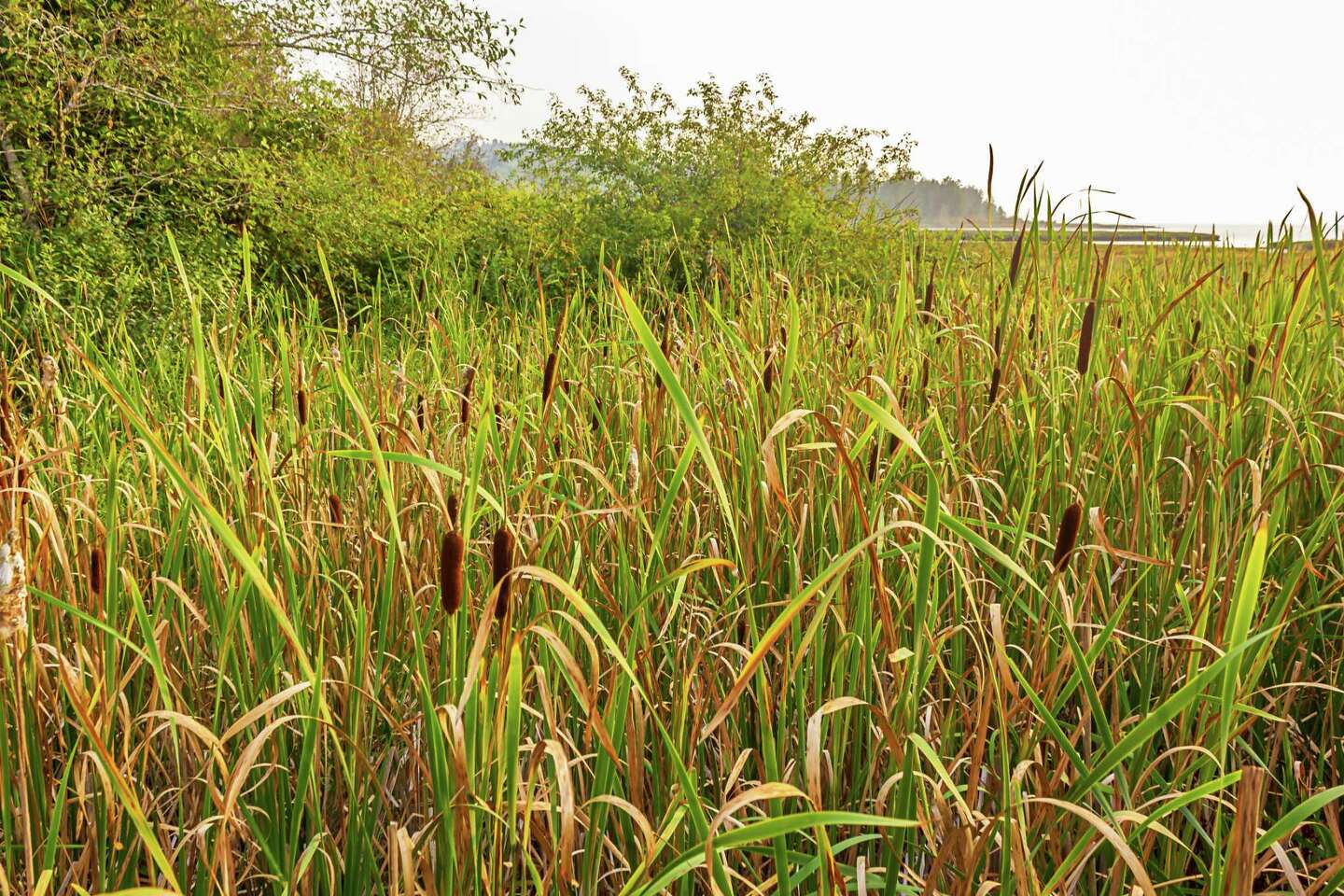 How to Get Rid of Grass Gnats in Your Lawn